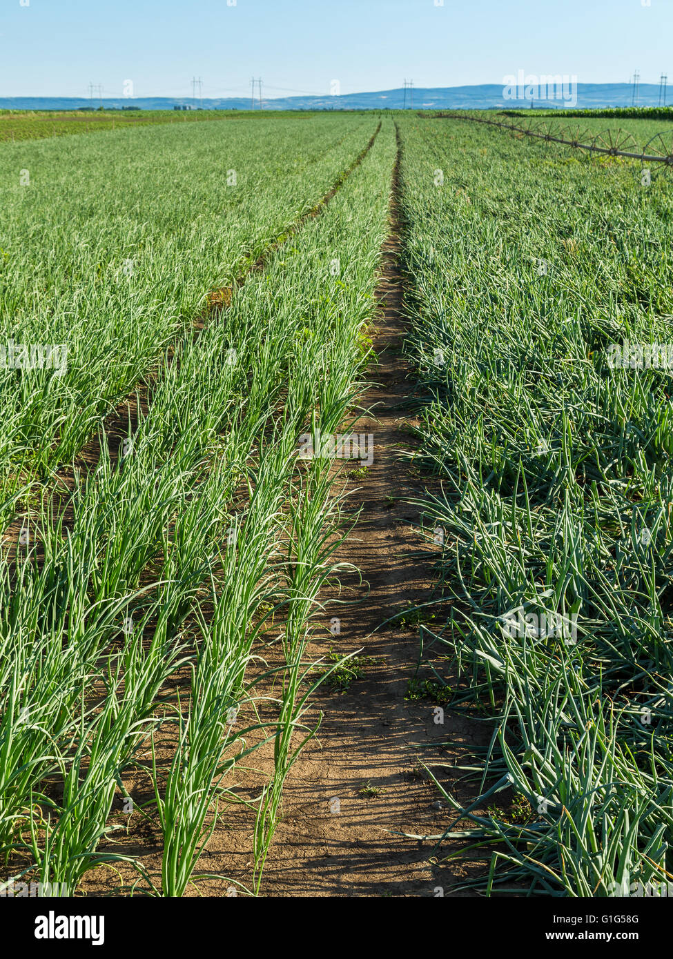 Close-up shot of green onion plants Stock Photo - Alamy