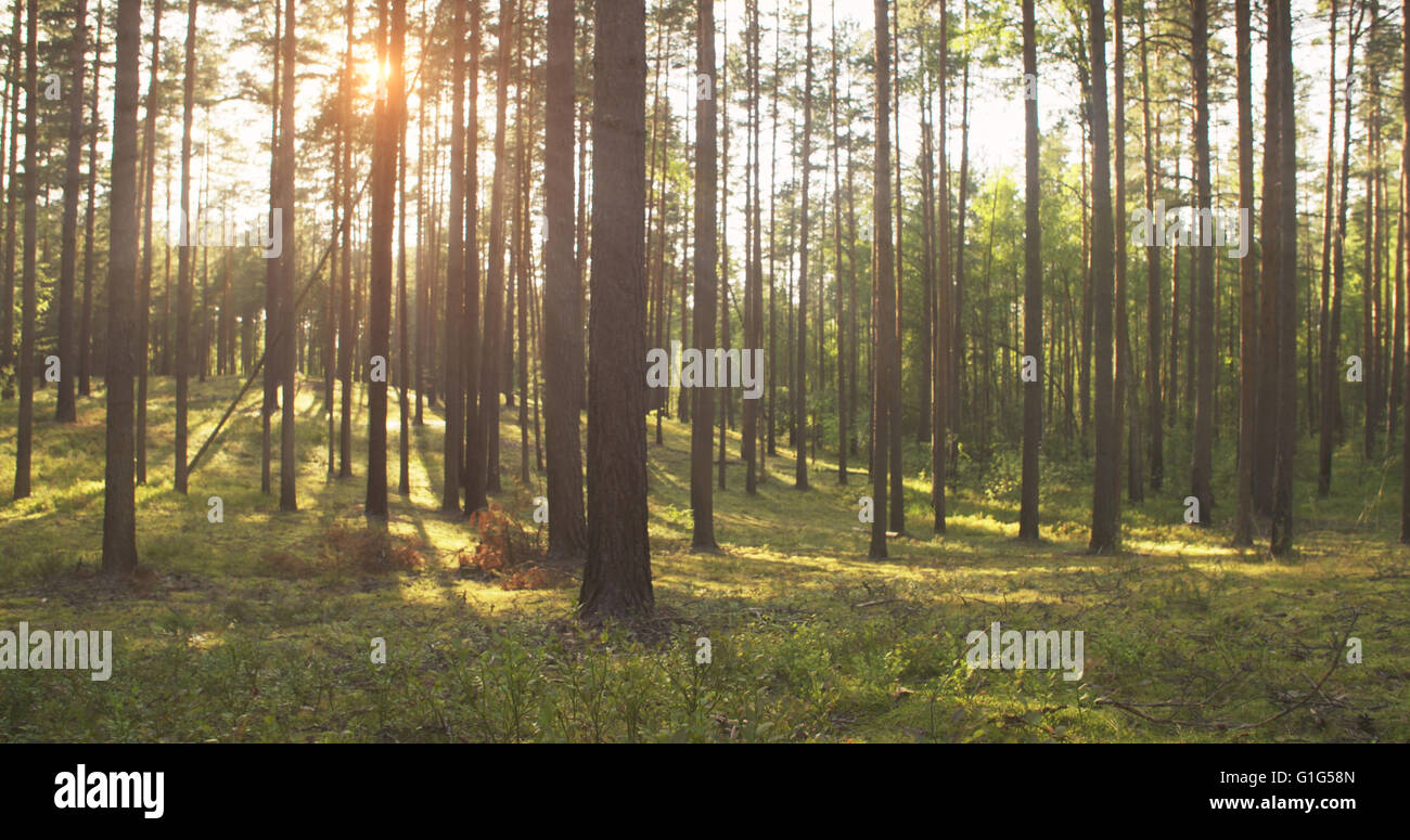 summer pine forest in sunny day Stock Photo - Alamy