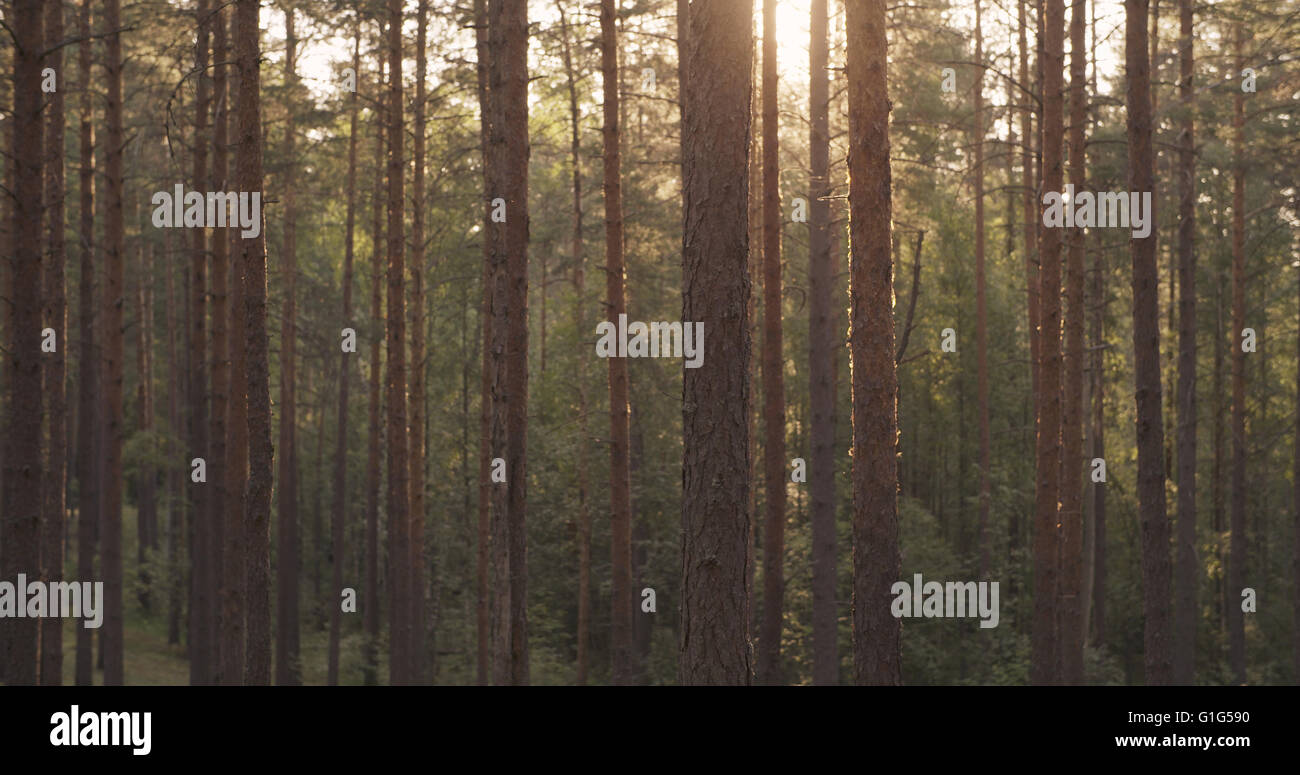 summer pine forest in sunny day Stock Photo - Alamy