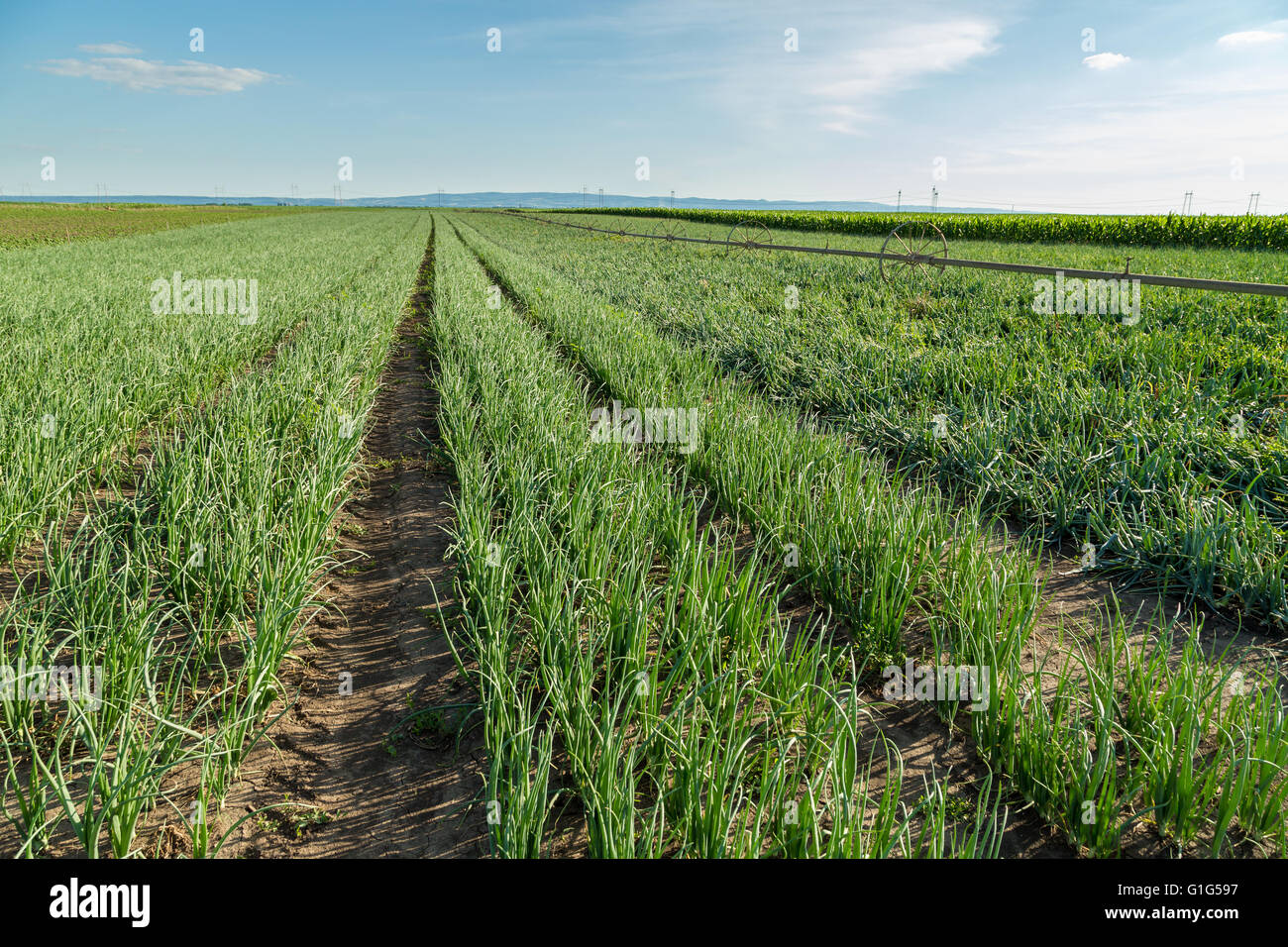 Green onion field, agricultural landscape Stock Photo - Alamy