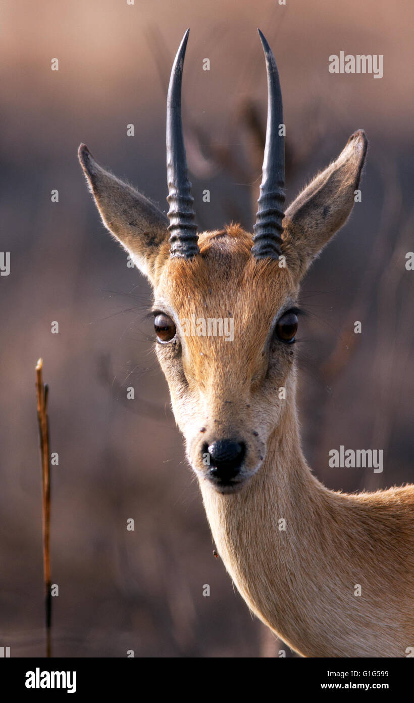 Photograph by © Jamie Callister. Oribi antelope grazing in Murchison ...