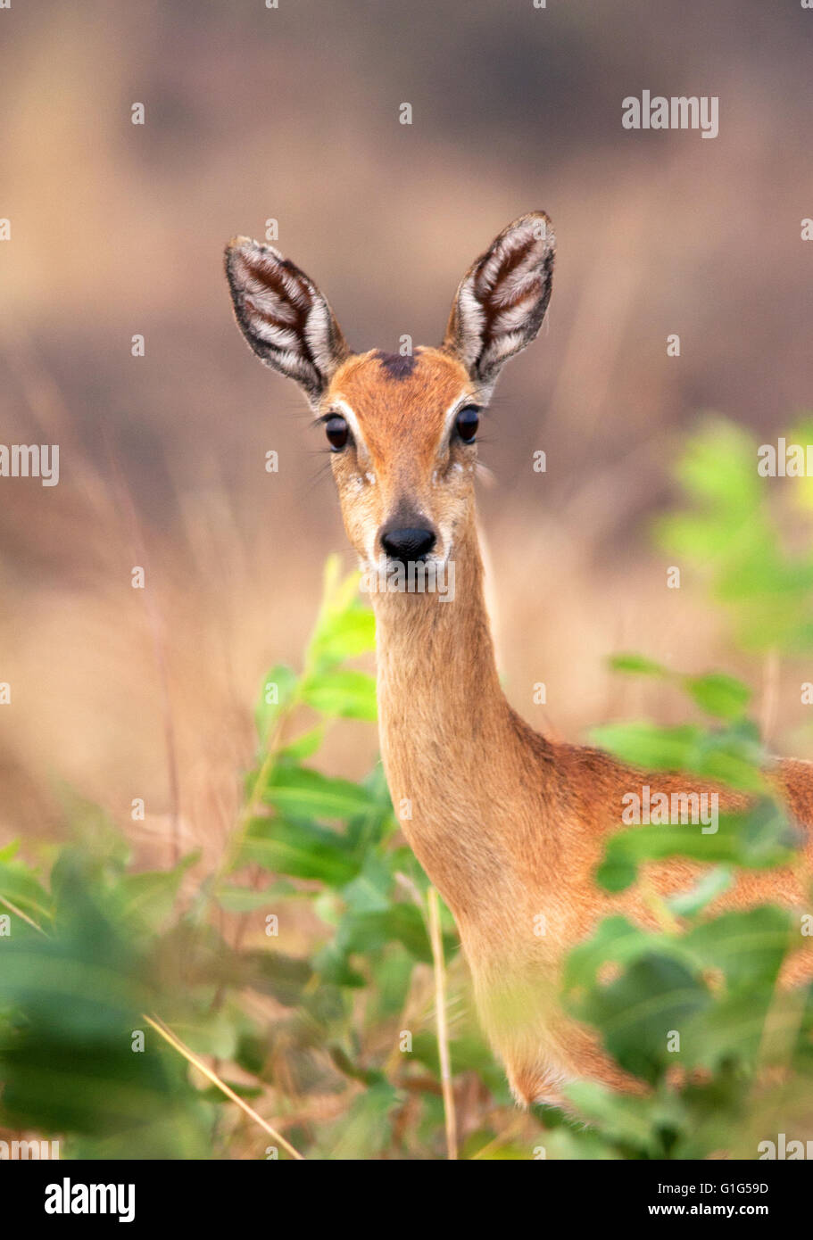 Photograph by © Jamie Callister. Oribi antelope grazing in Murchison ...