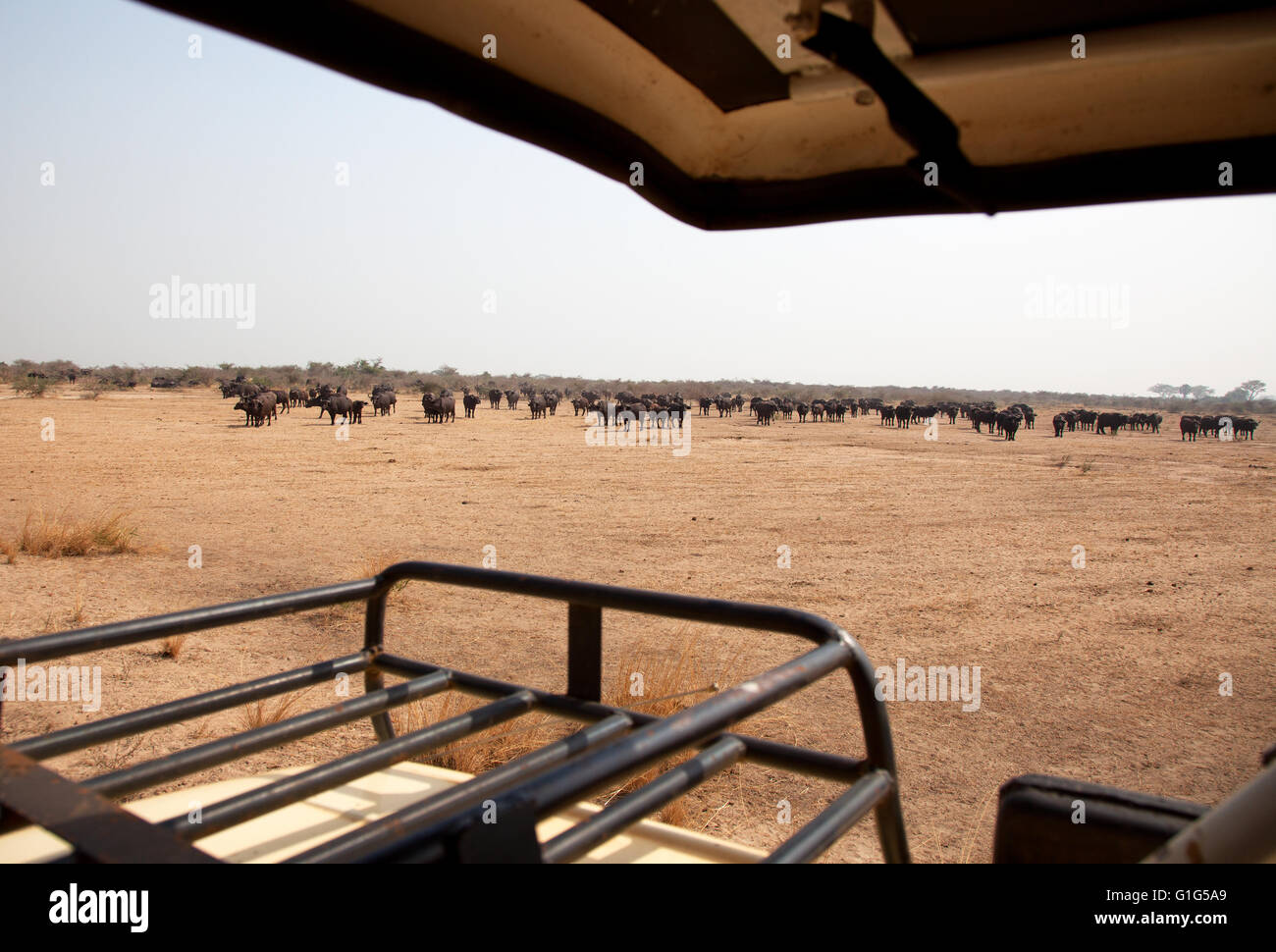 Photograph by © Jamie Callister. Water Buffalo grazing in Murchison ...