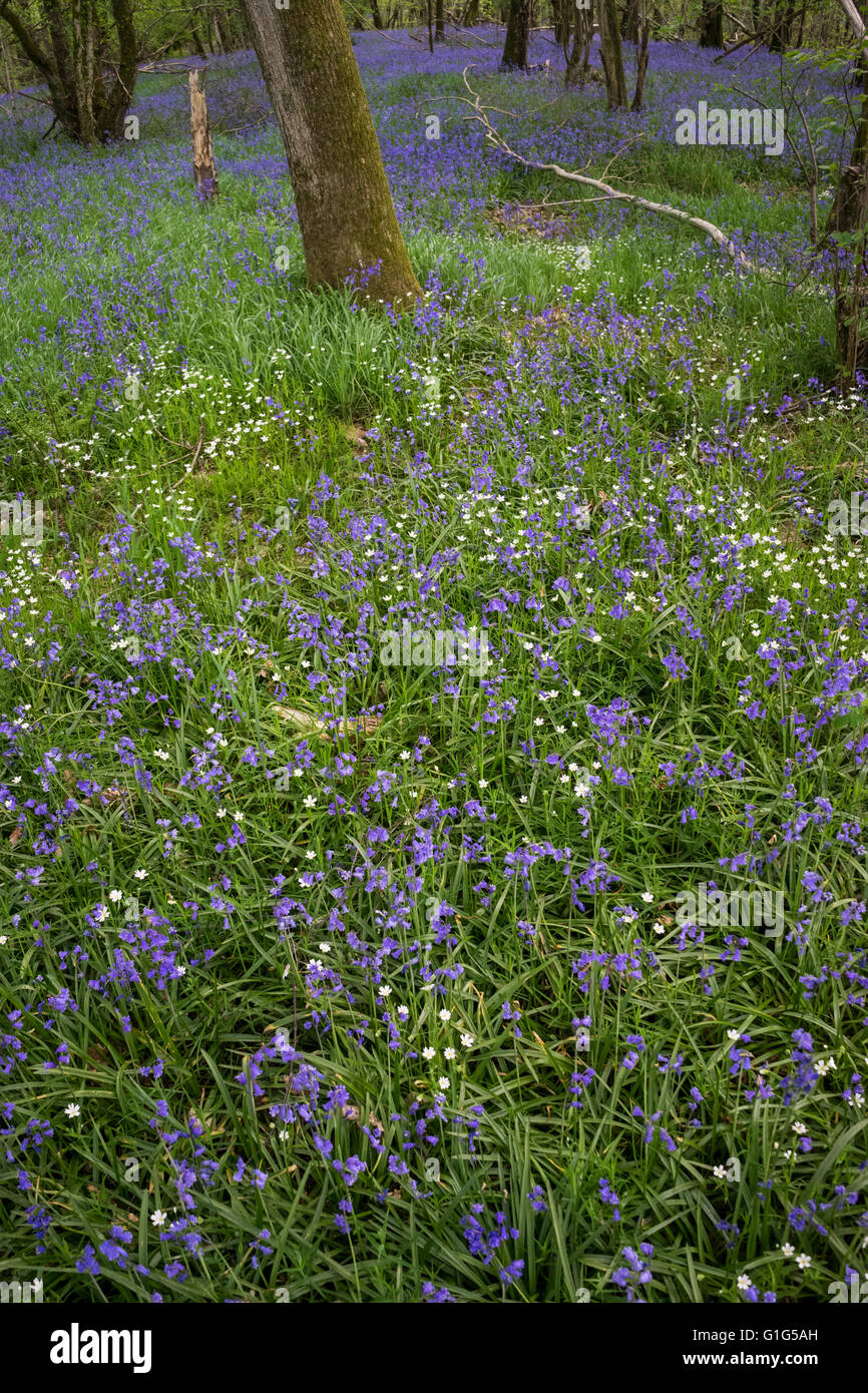 A wander around the River Kent near Kendal on a lovely sunny spring ...