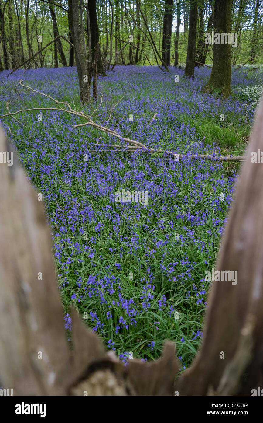 Kendal river hi-res stock photography and images - Alamy
