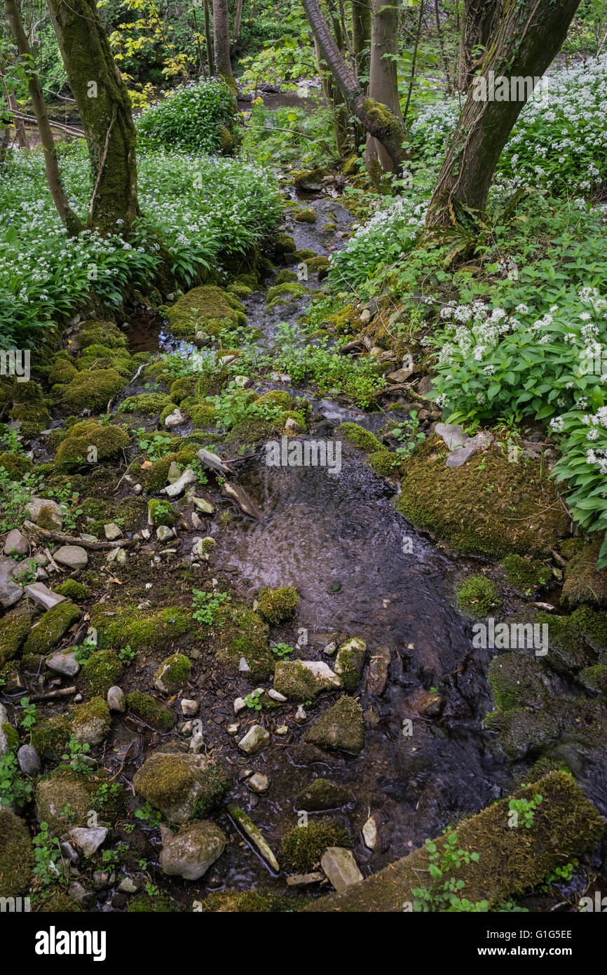 A wander around the River Kent near Kendal on a lovely sunny spring ...