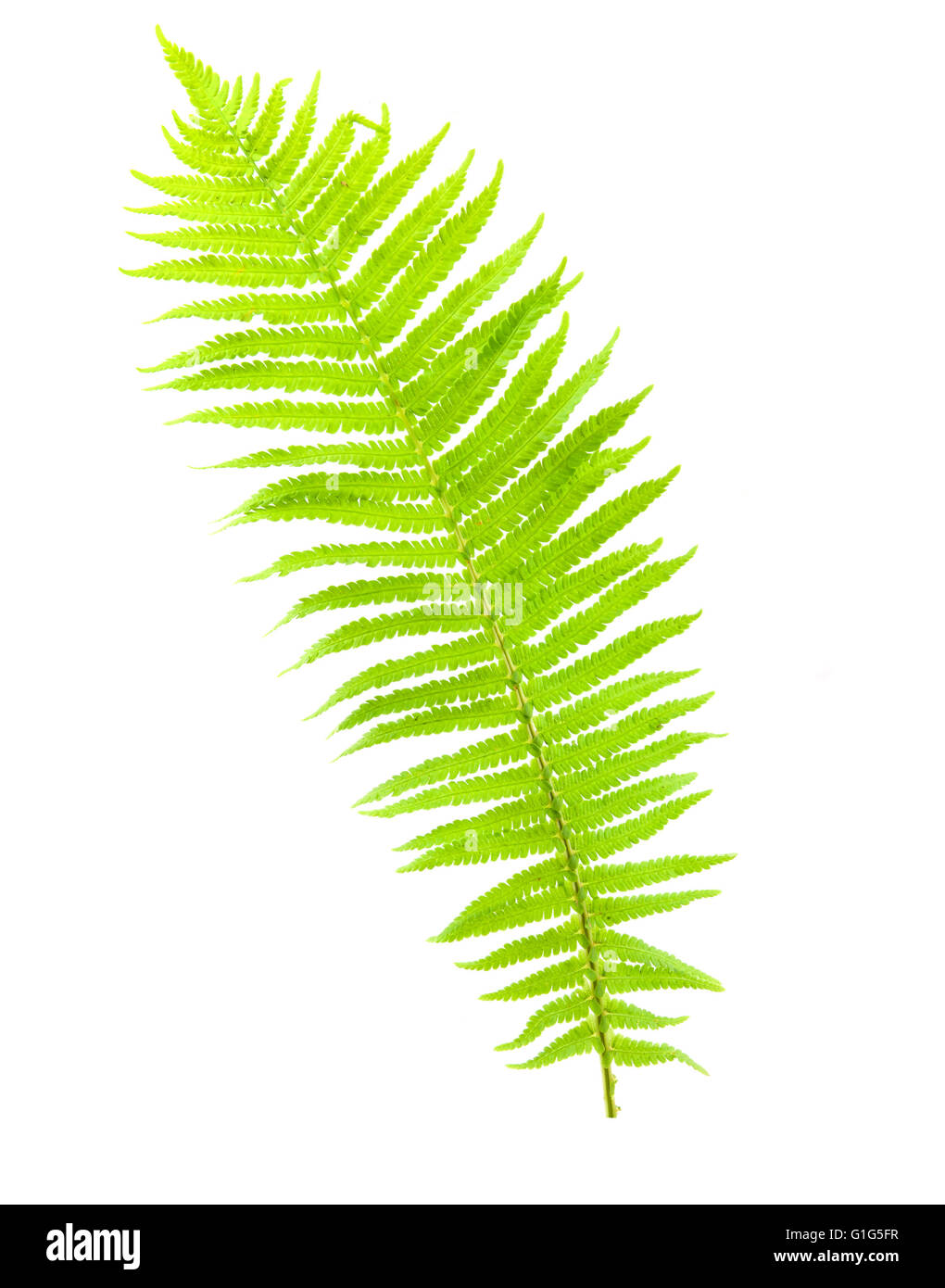 Close up of fern on white background isolated Stock Photo - Alamy