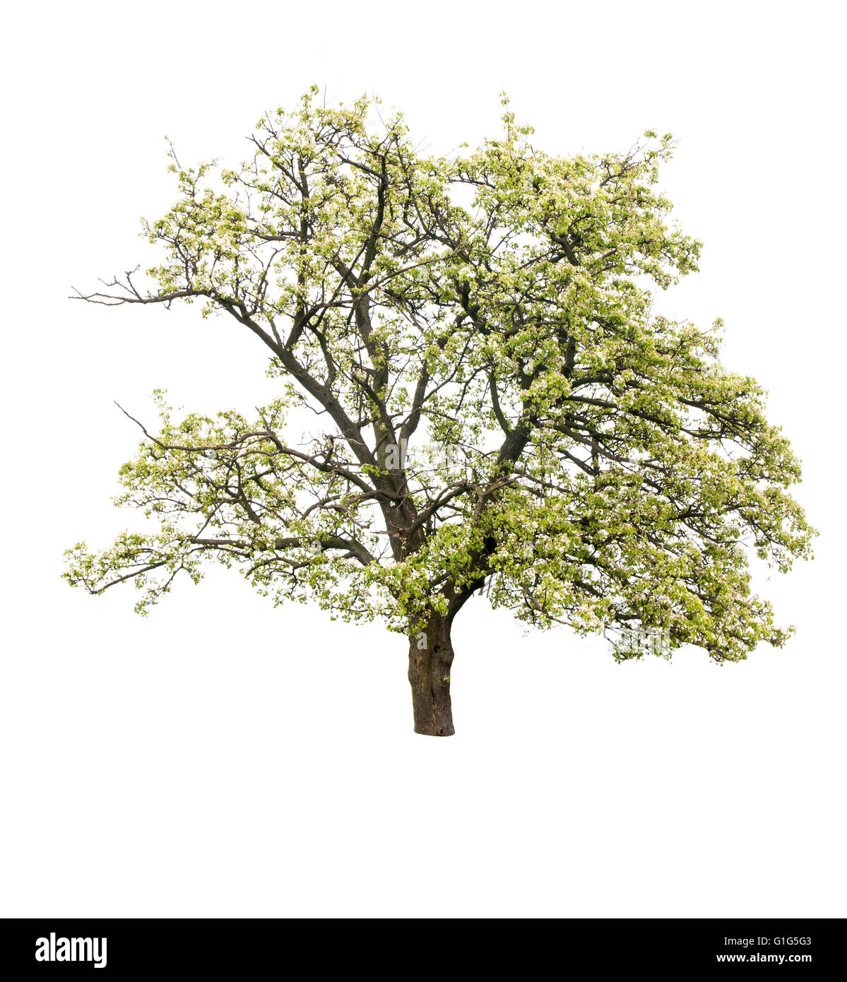 flowering pear tree isolated on white background Stock Photo - Alamy