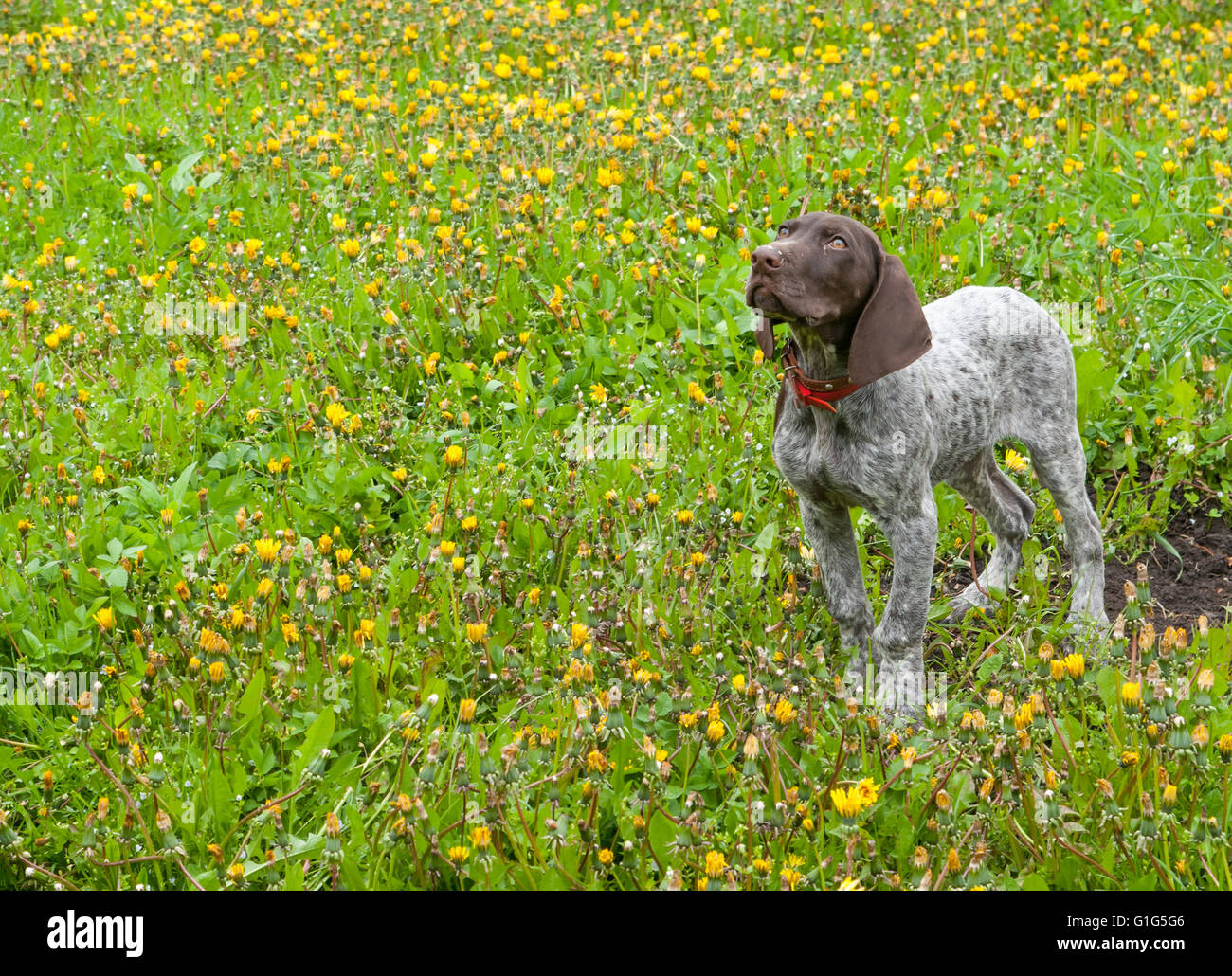 German shorthaired pointer exercise hi-res stock photography and images ...