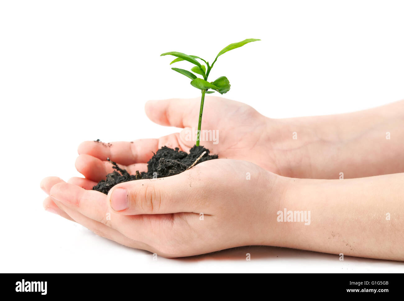 small plant cupped in child hands Stock Photo - Alamy