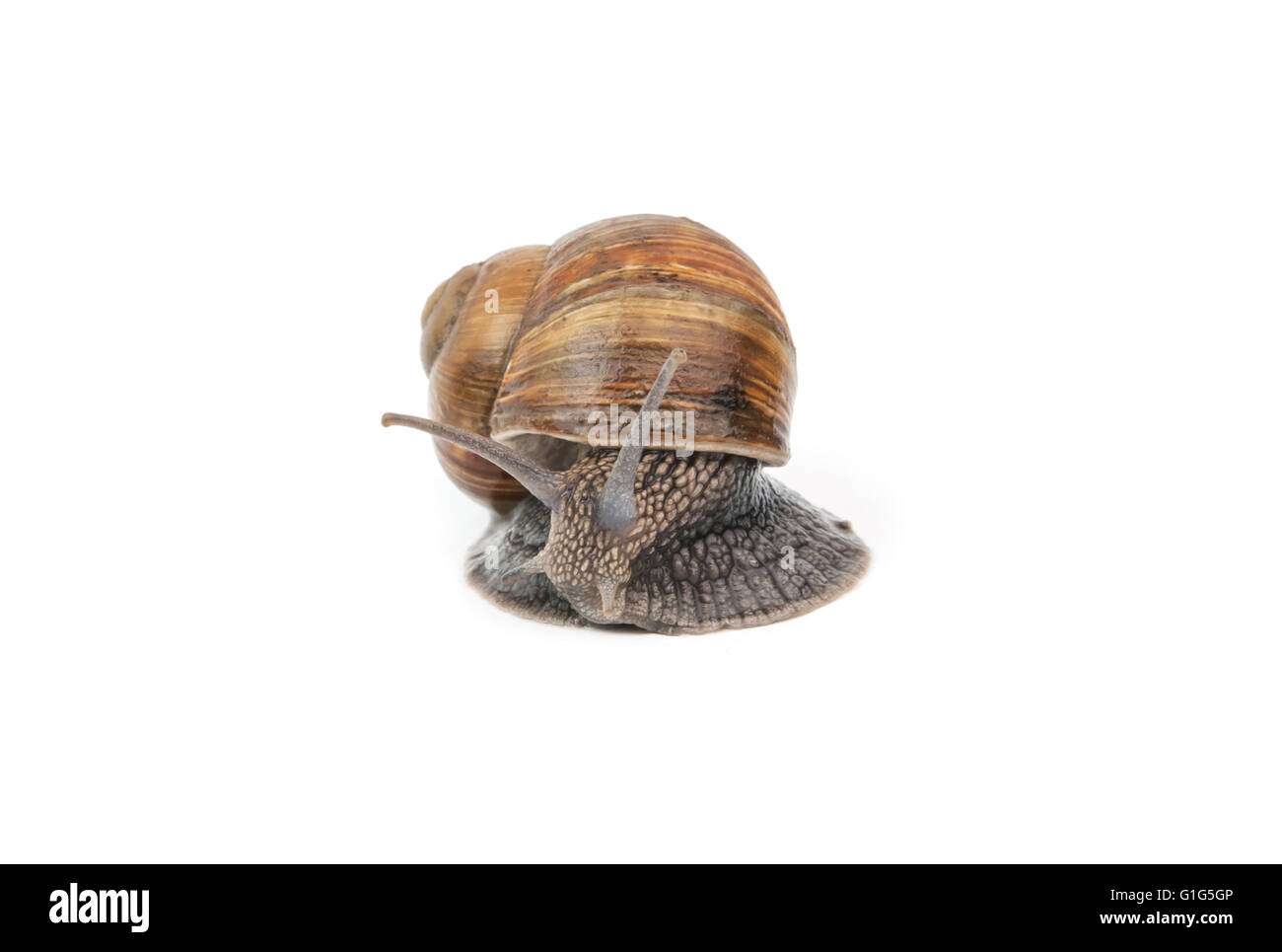 snail isolated on a white background Stock Photo - Alamy