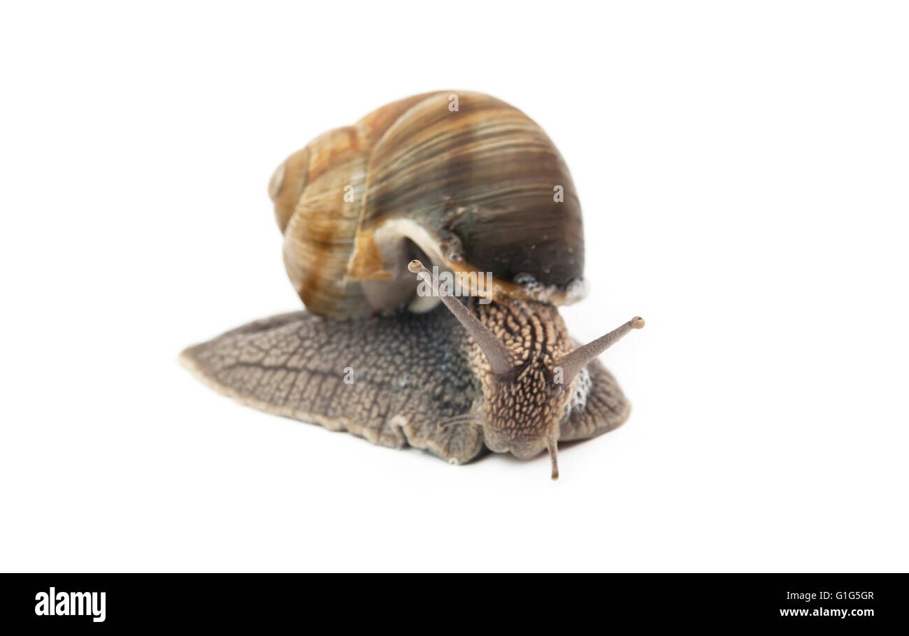 snail isolated on a white background Stock Photo - Alamy