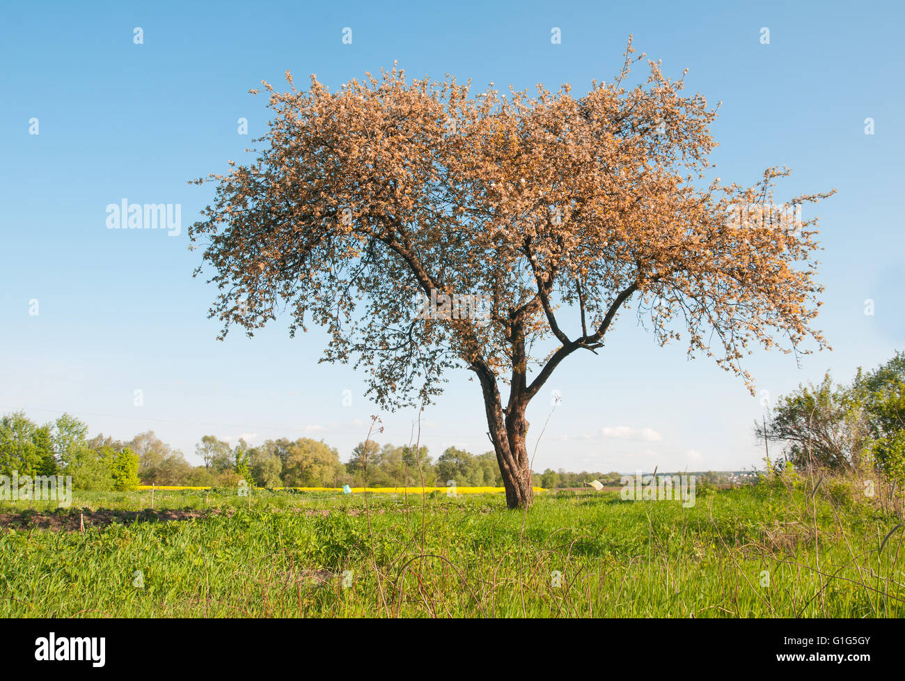 spring tree and blue sky Stock Photo - Alamy