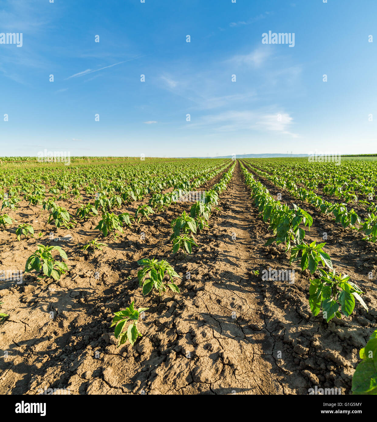 Paprika plant hi-res stock photography and images - Alamy