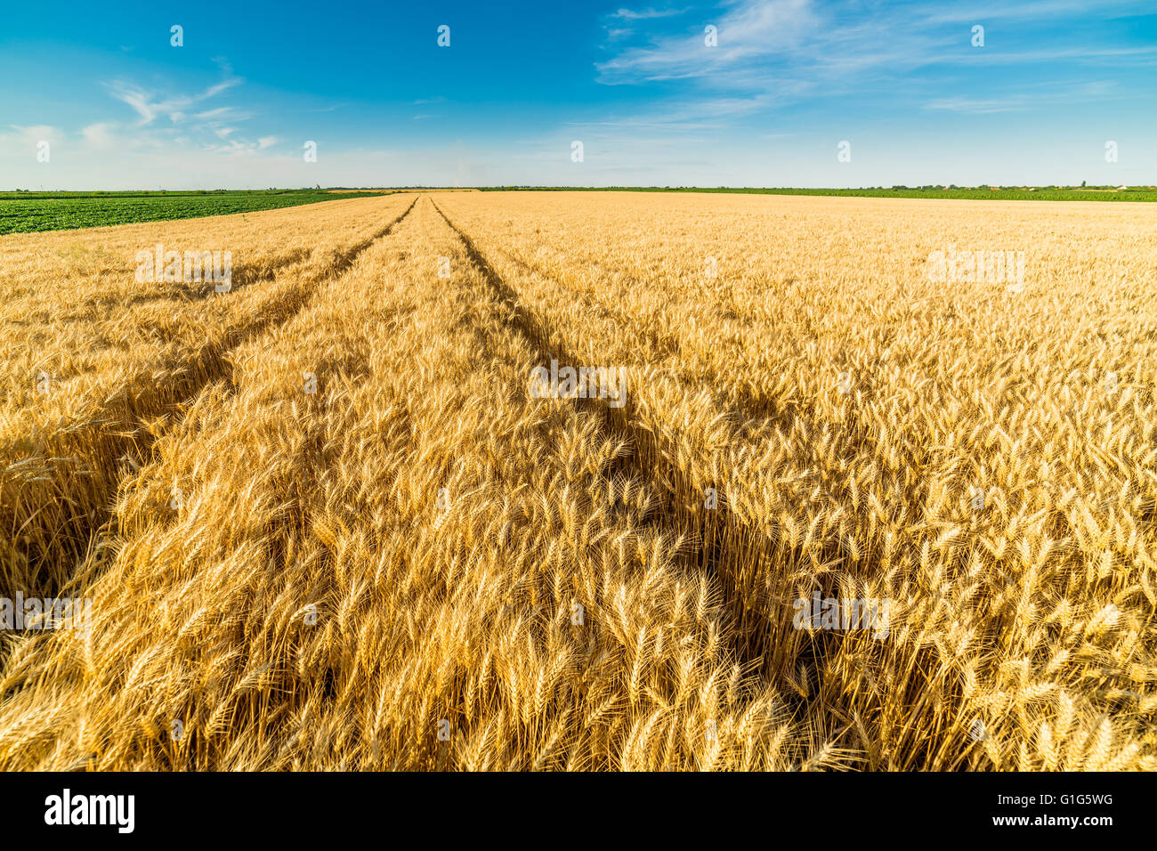 Ripe field hi-res stock photography and images - Alamy