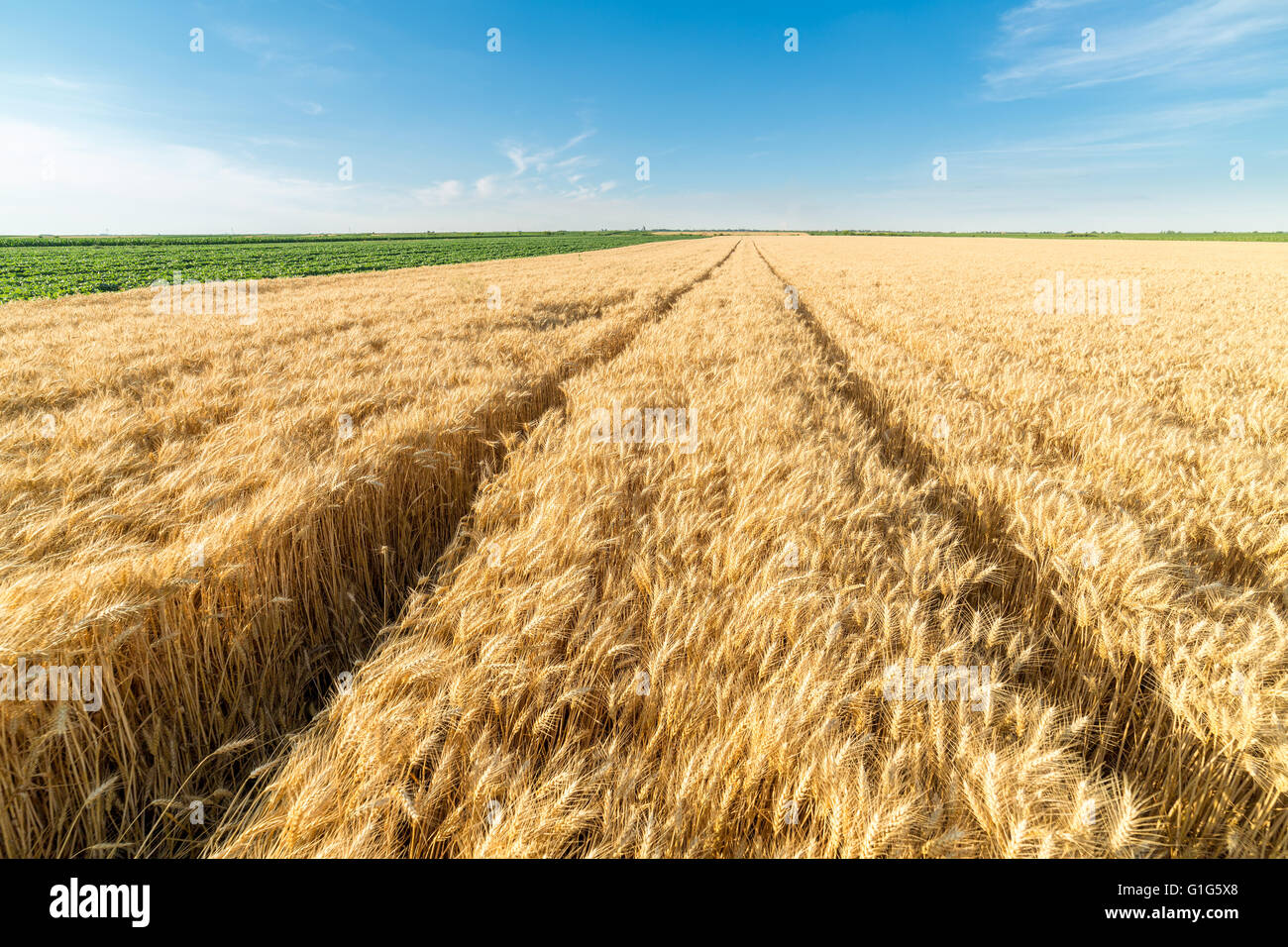 Ripe wheat field Stock Photo - Alamy