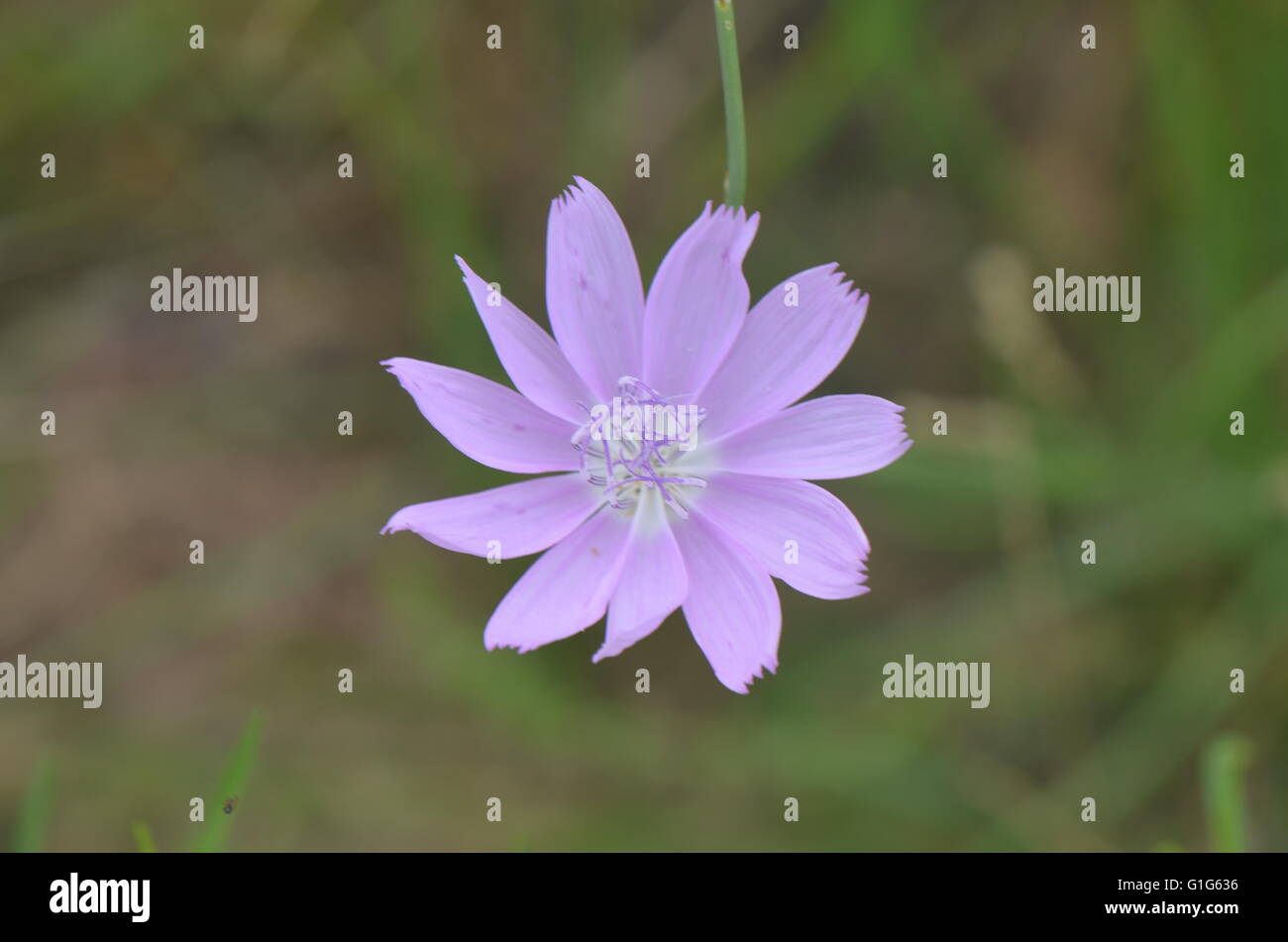 Texas Skeleton Plant (lygodesmia aphylla var. texana) flower Stock ...