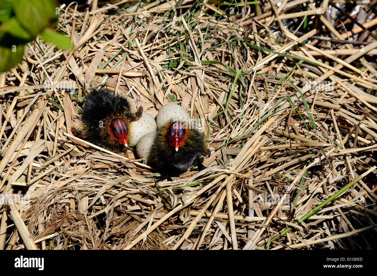 Baby coots hi-res stock photography and images - Alamy