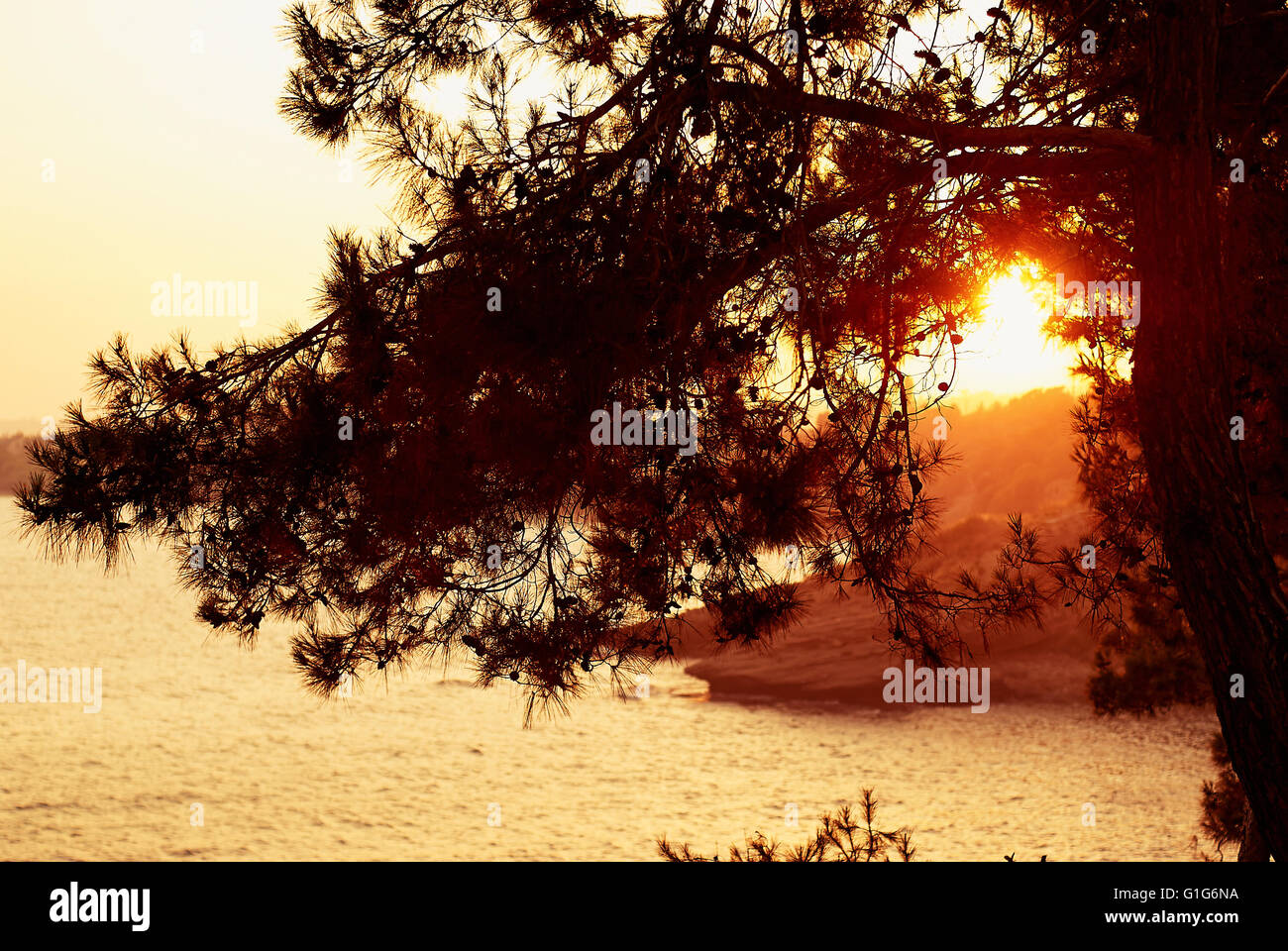 Sun setting through pine trees hi-res stock photography and images - Alamy