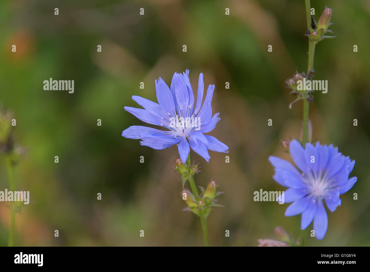Chicory field hi-res stock photography and images - Alamy