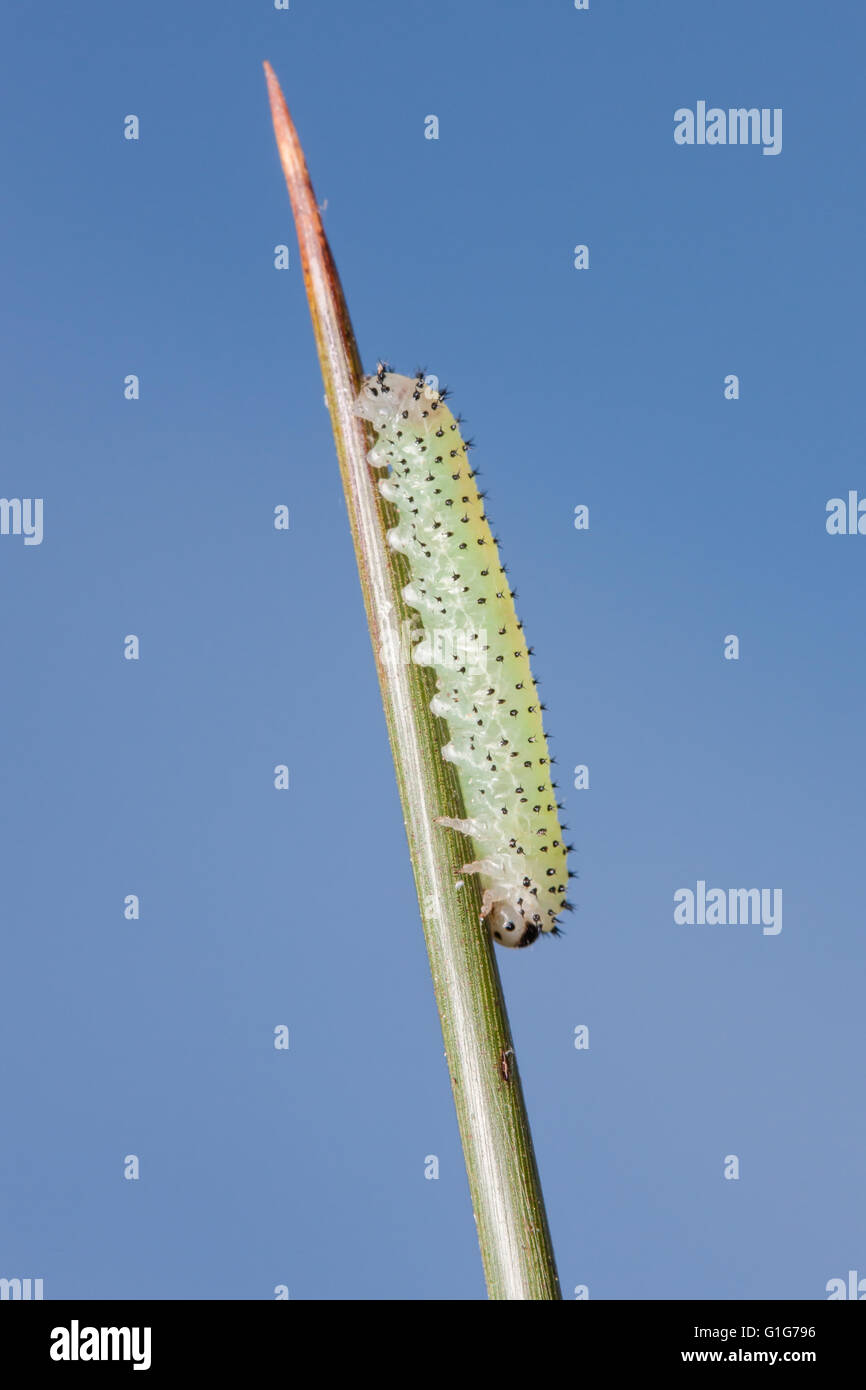 Common sawfly hi-res stock photography and images - Alamy