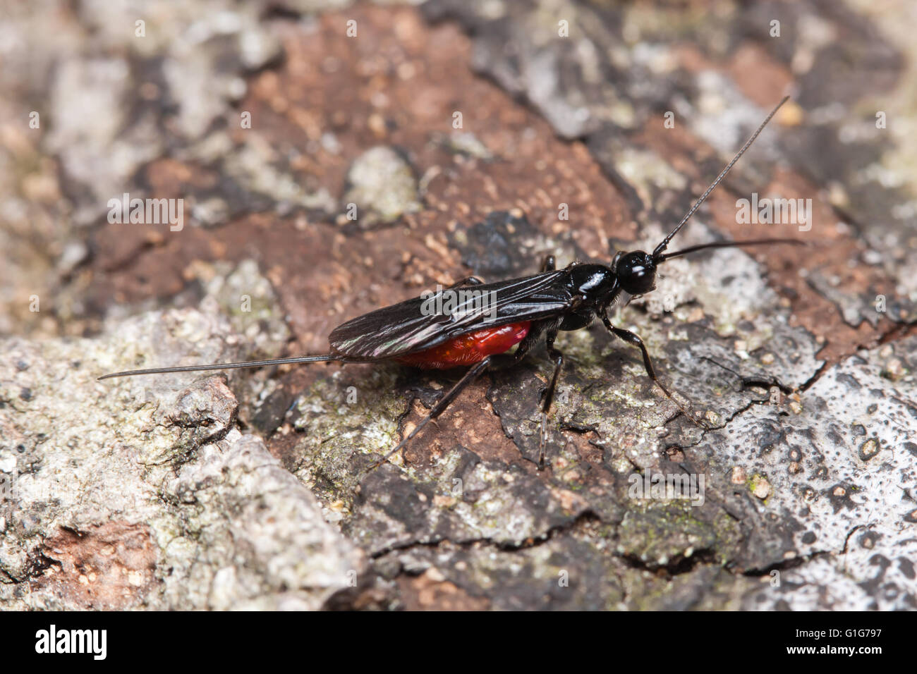A female Braconid Wasp (Atanycolus sp.) perches on a fallen oak tree ...