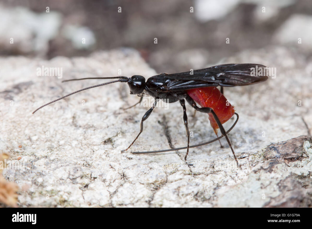 A female Braconid Wasp (Atanycolus sp.) oviposits (lays eggs) in a ...