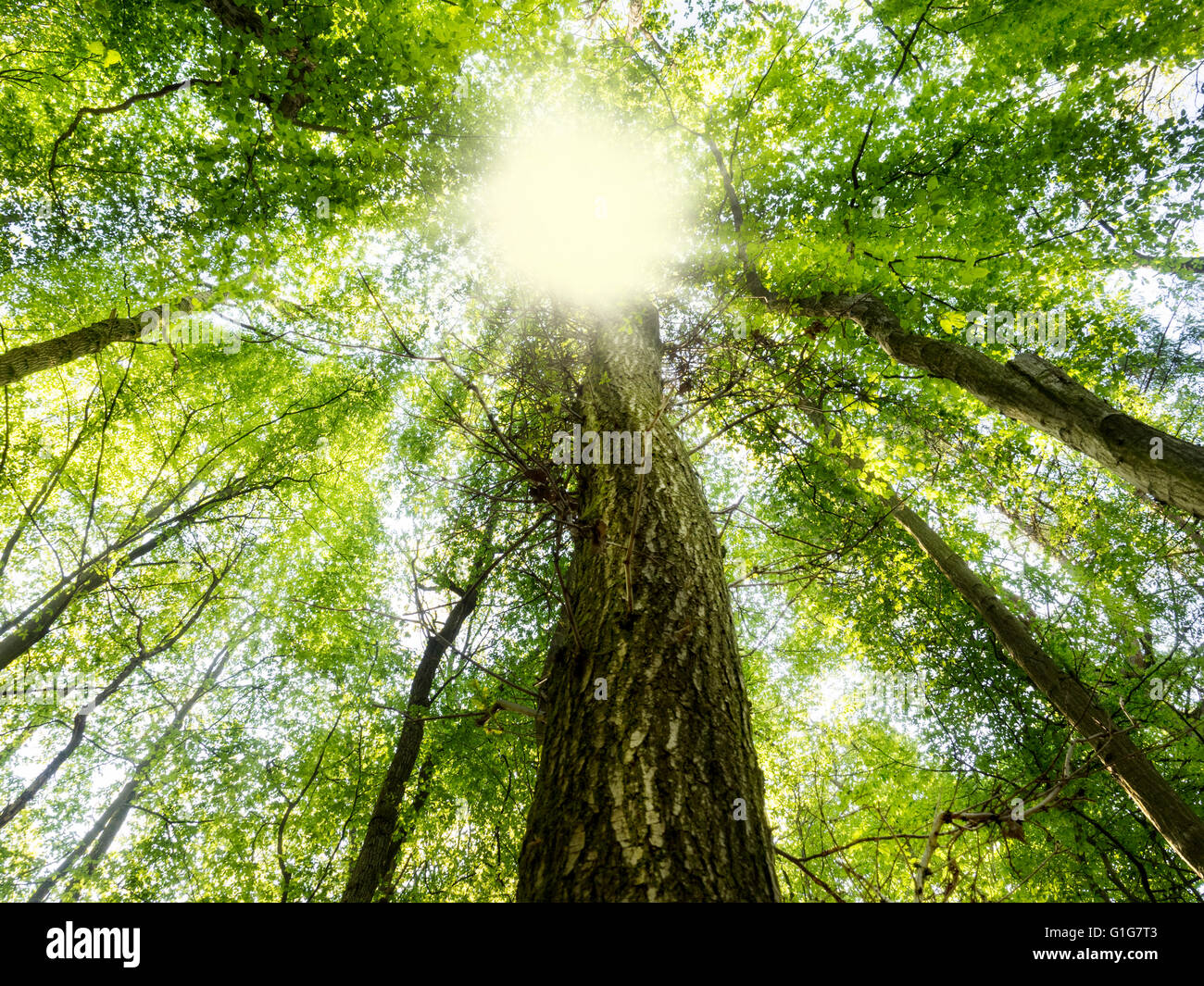 Peaceful forest hi-res stock photography and images - Alamy