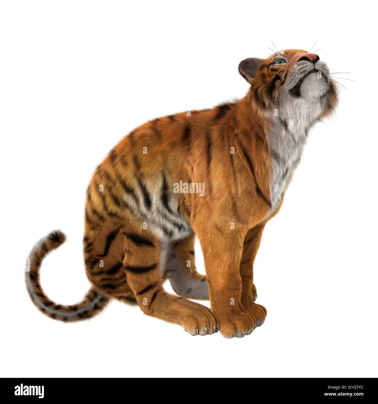 Big Tiger Sitting