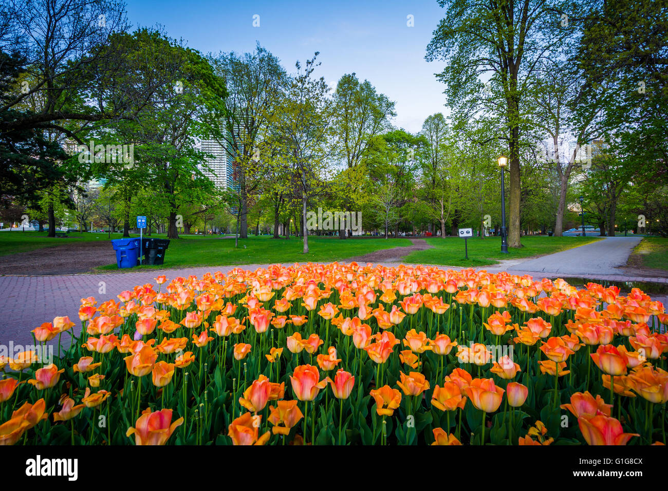 Tulips at Queen's Park, in Toronto, Ontario Stock Photo - Alamy