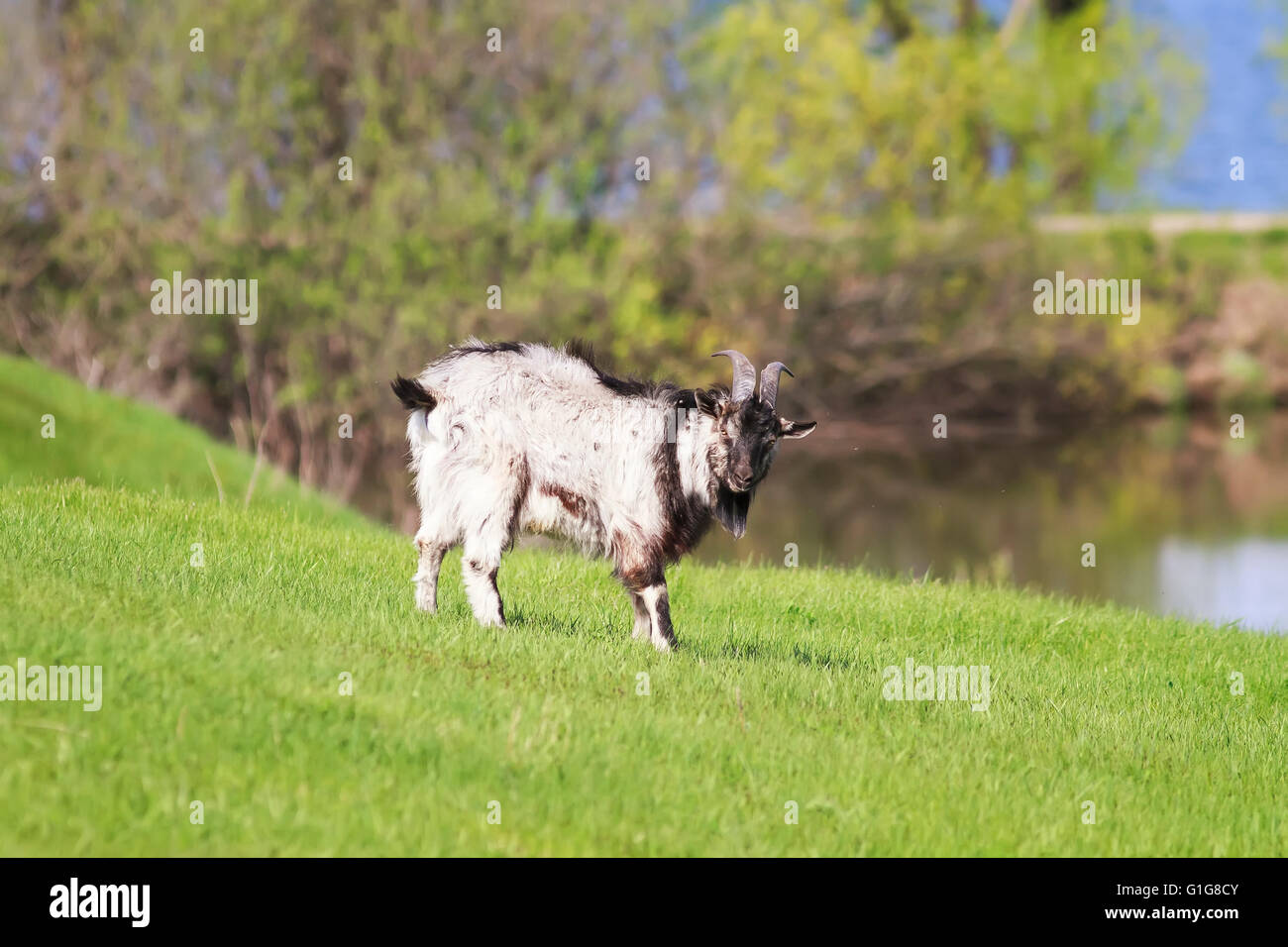 goat, grass, goats, farm, white, green, horns, animal, nature, domestic ...