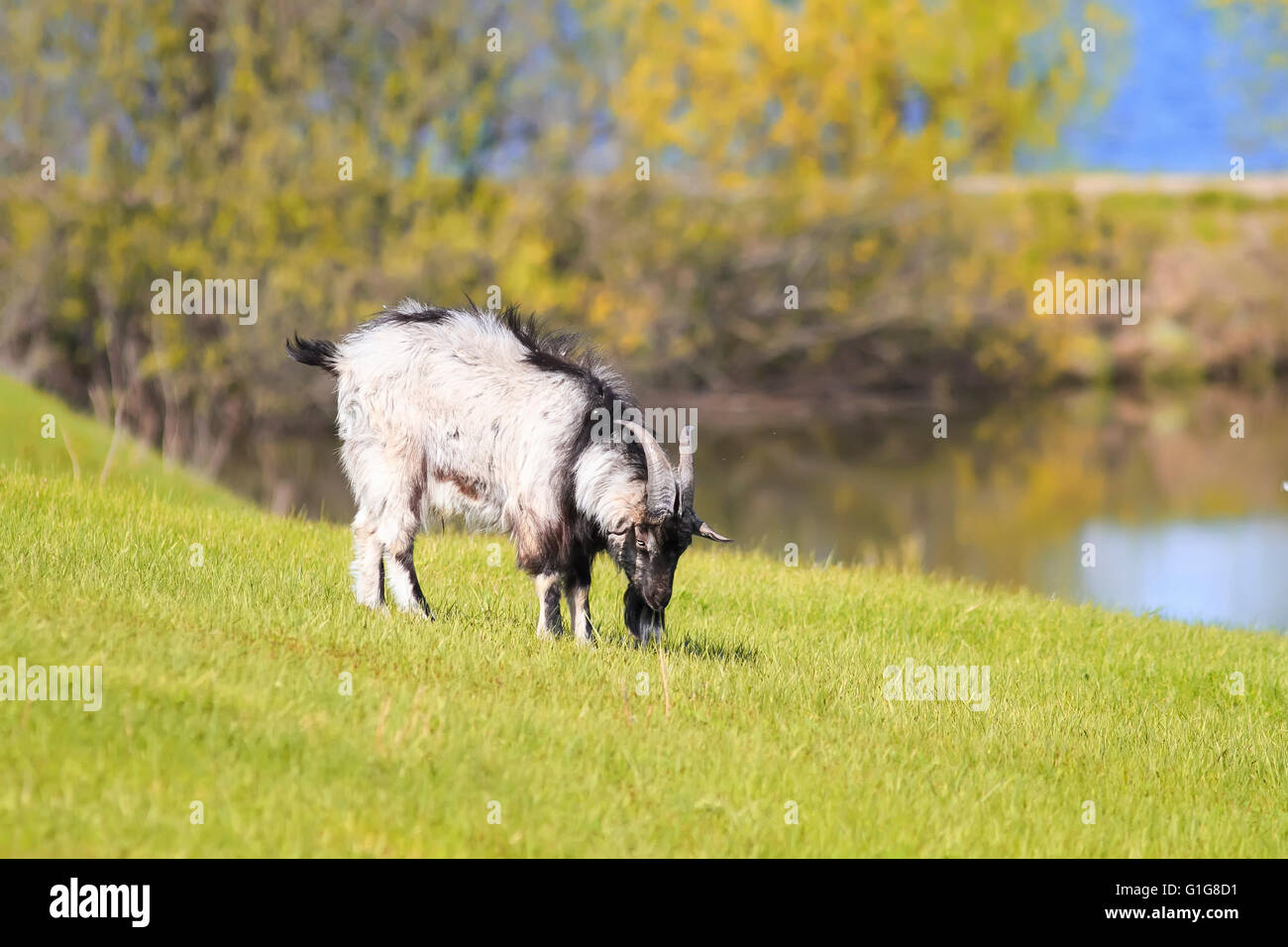 goat, grass, goats, farm, white, green, horns, animal, nature, domestic ...