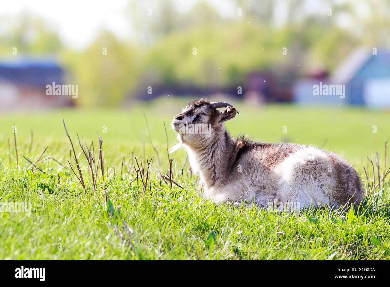 goat, grass, goats, farm, white, green, horns, animal, nature, domestic ...