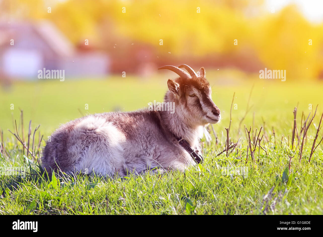 goat, grass, goats, farm, white, green, horns, animal, nature, domestic ...