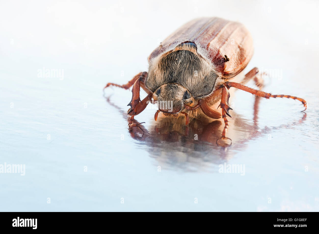 May bug crawling on leaf hi-res stock photography and images - Alamy