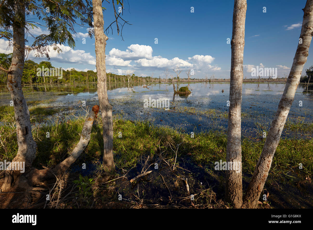 The swamp near Neak Pean temple, Angkor, Siem Reap, Cambodia Stock ...