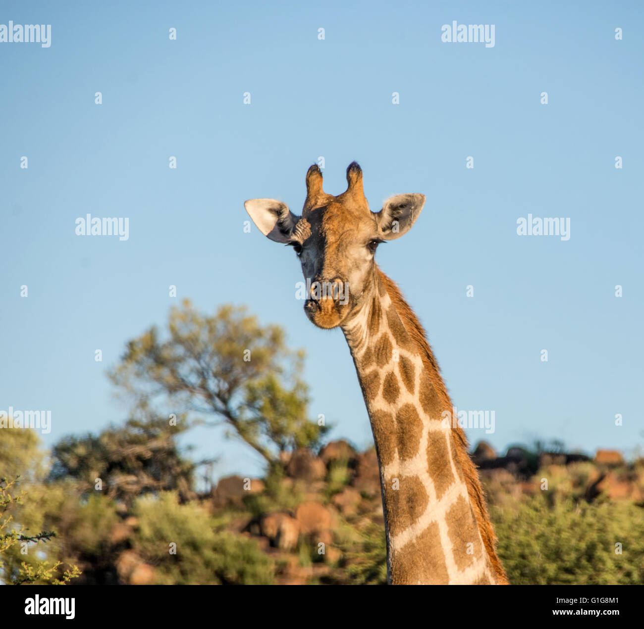 A head and neck portrait of a Giraffe in the Northern Cape, South ...