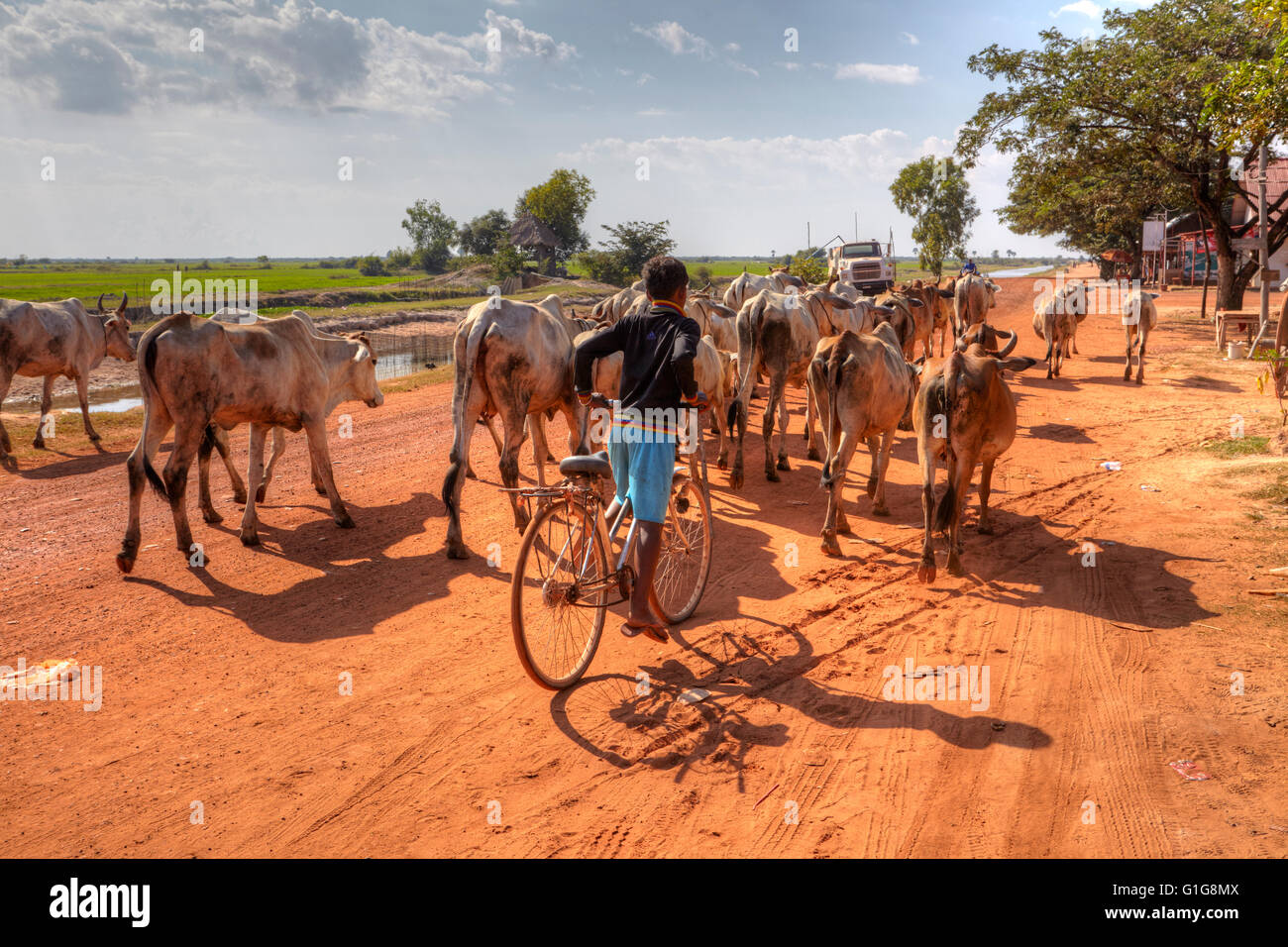 Cows sheperd in the countryside of Cambodia Stock Photo - Alamy