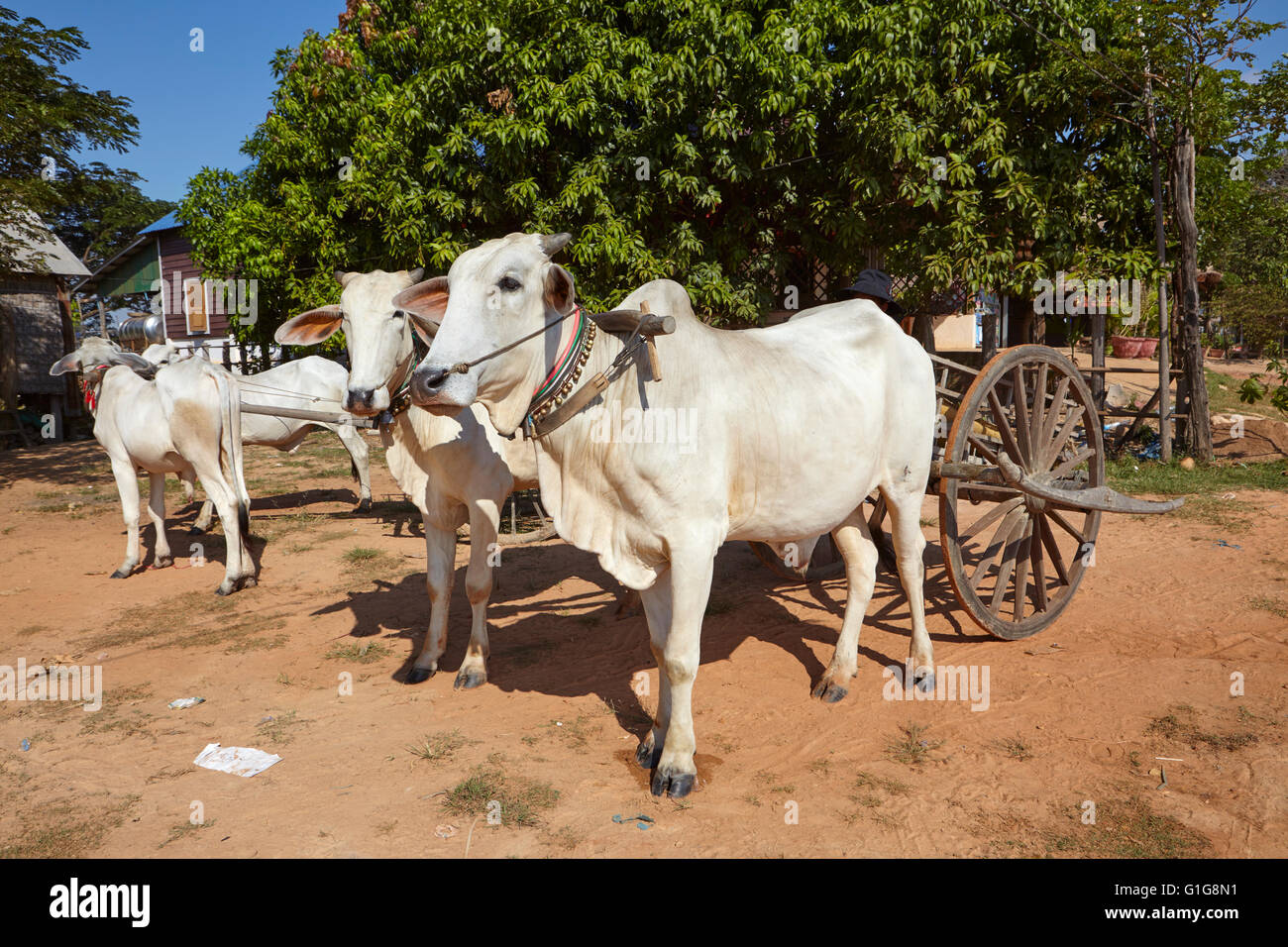 Farming in cambodia hi-res stock photography and images - Alamy