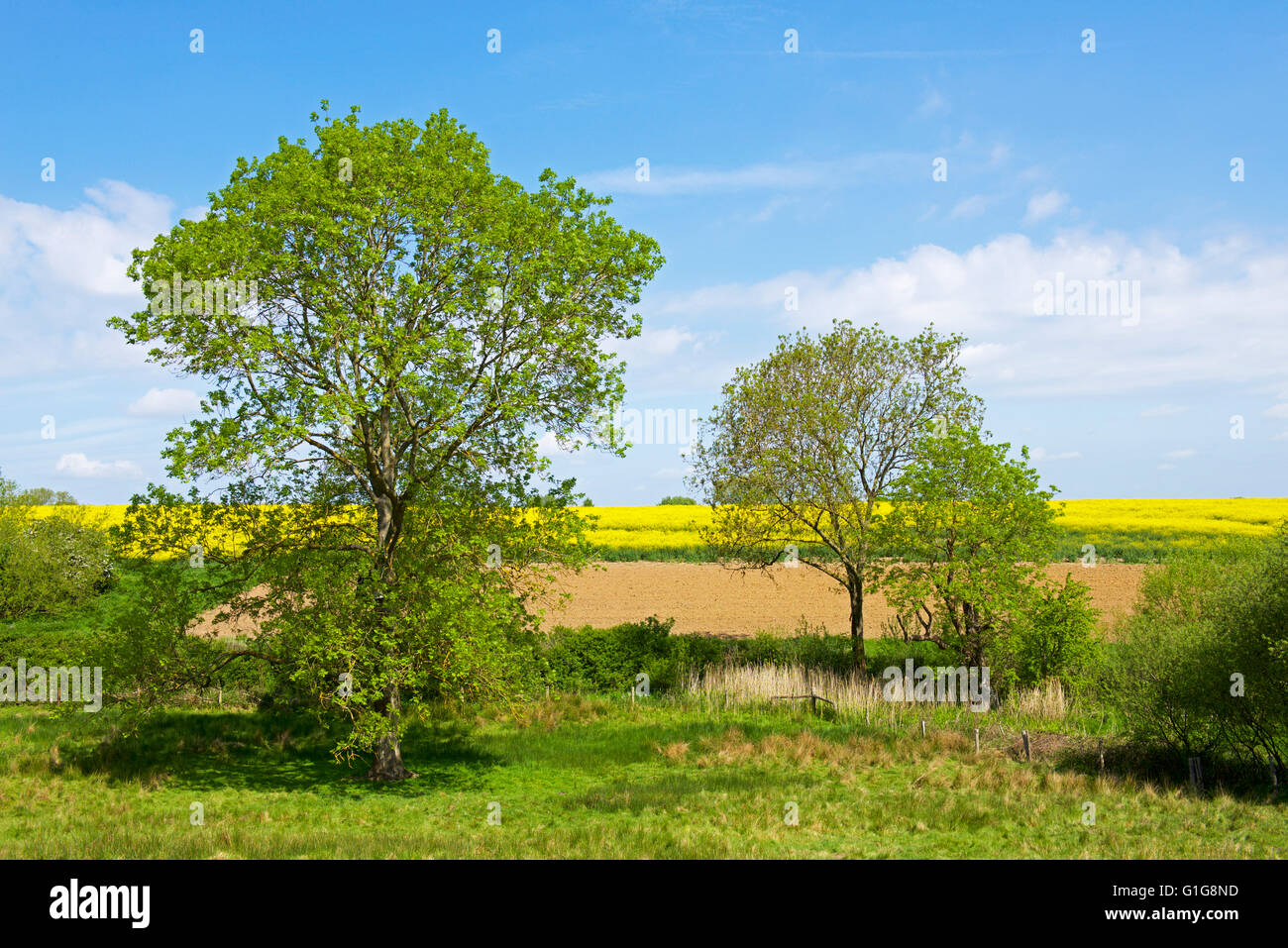 Fingringhoe Wick, an Essex Wildlife Trust nature reserve, Essex ...