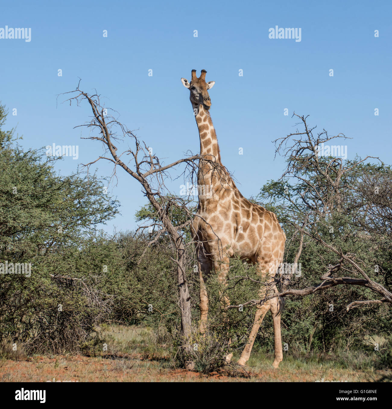 Giraffe behind tree hi-res stock photography and images - Alamy