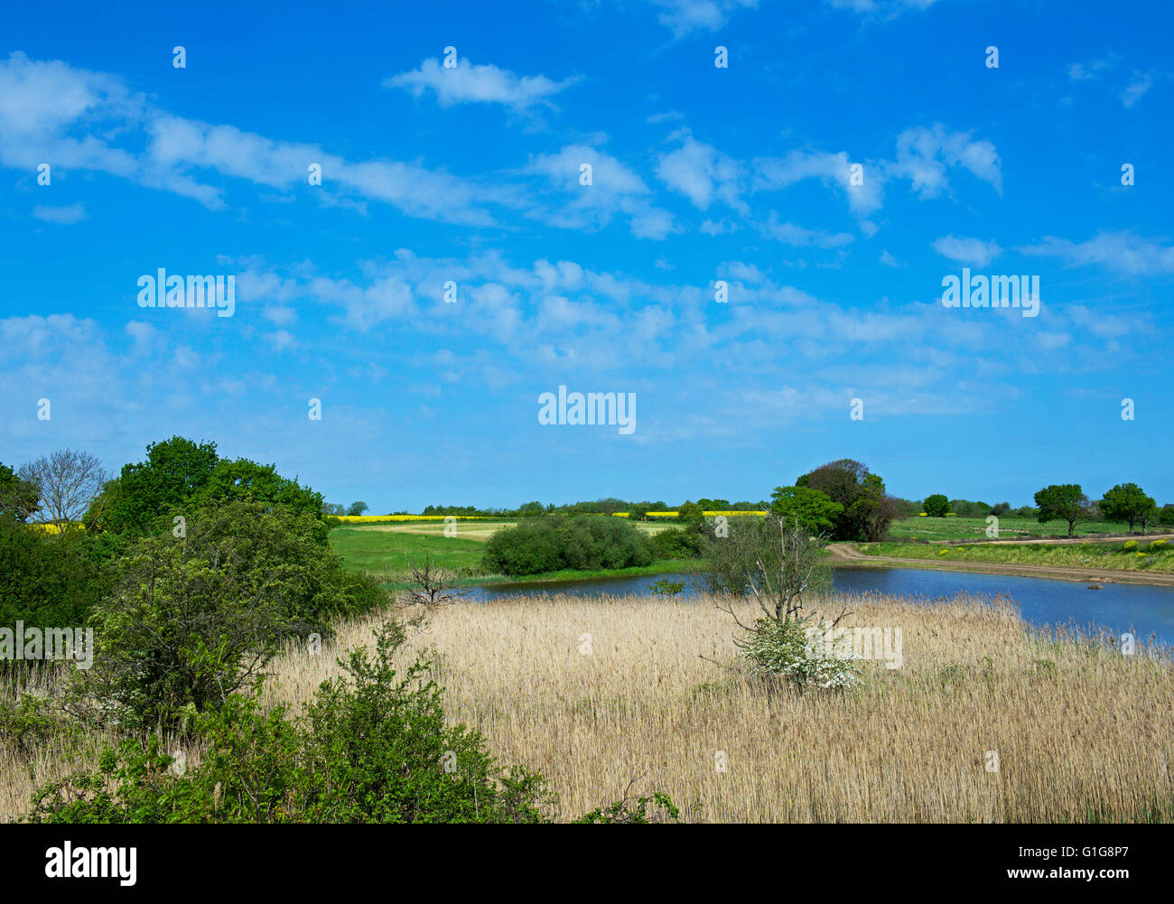 Reedbeds at Fingringhoe Wick, an Essex Wildlife Trust nature reserve ...