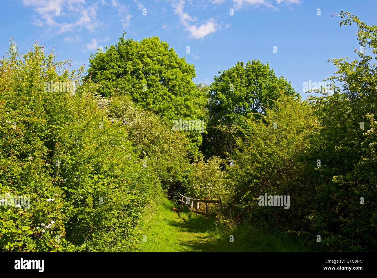 Path through Fingringhoe Wick, an Essex Wildlife Trust nature reserve ...