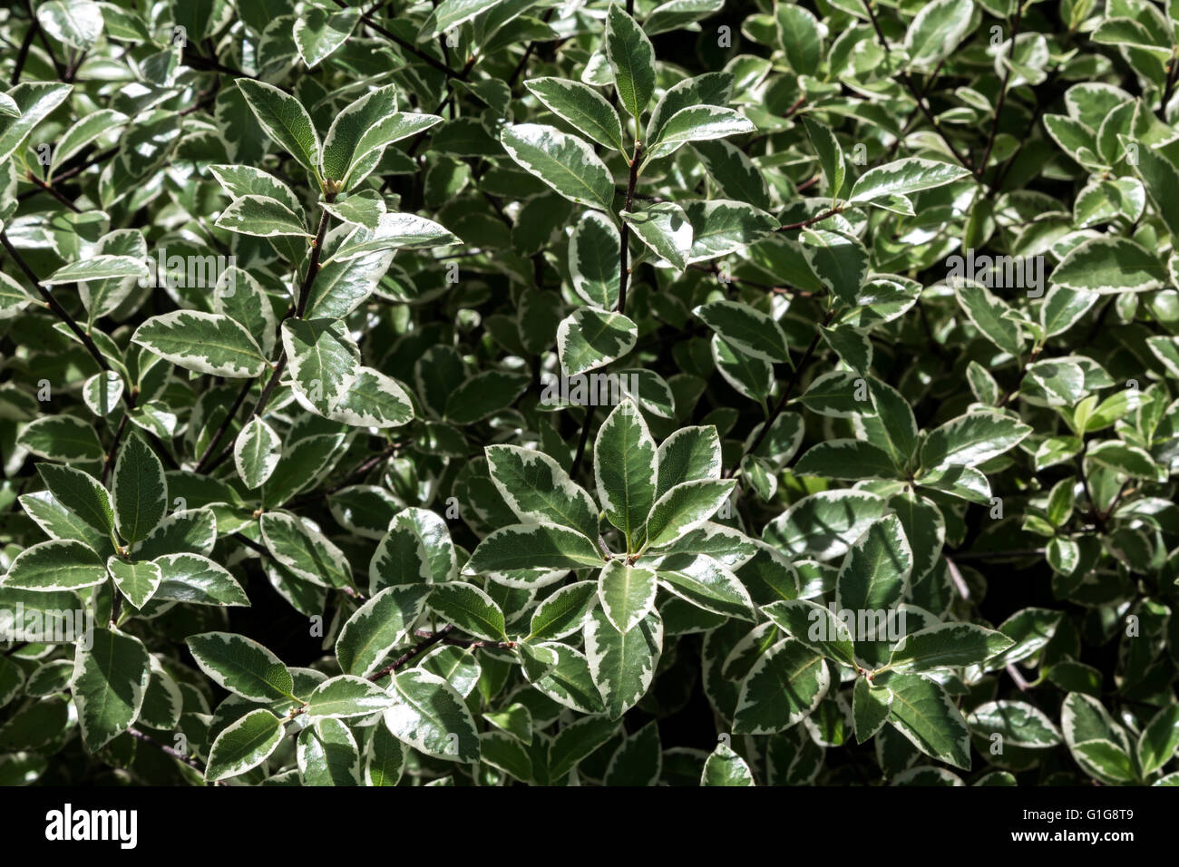 White fringe hi-res stock photography and images - Alamy