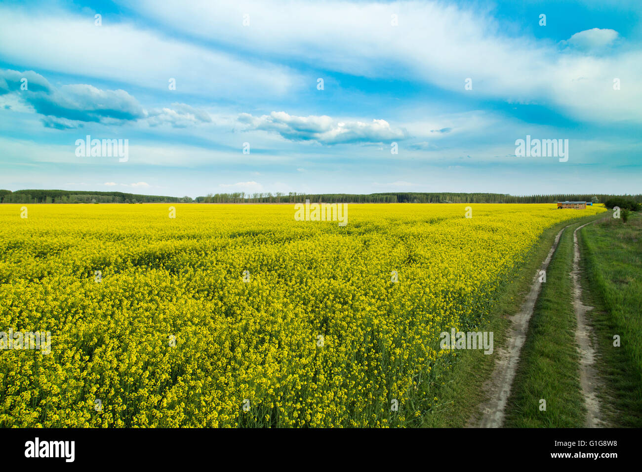 Canola crops hi-res stock photography and images - Alamy