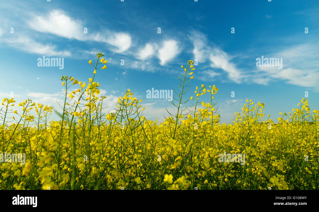 Close-up photo of canola, rapeseed flowers blooming at crops field ...
