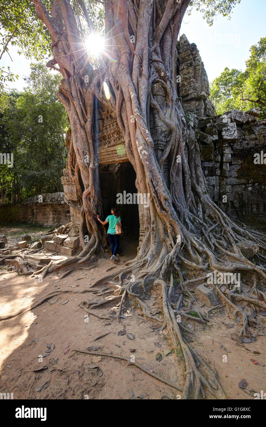 Strangler fig roots walls hi-res stock photography and images - Alamy