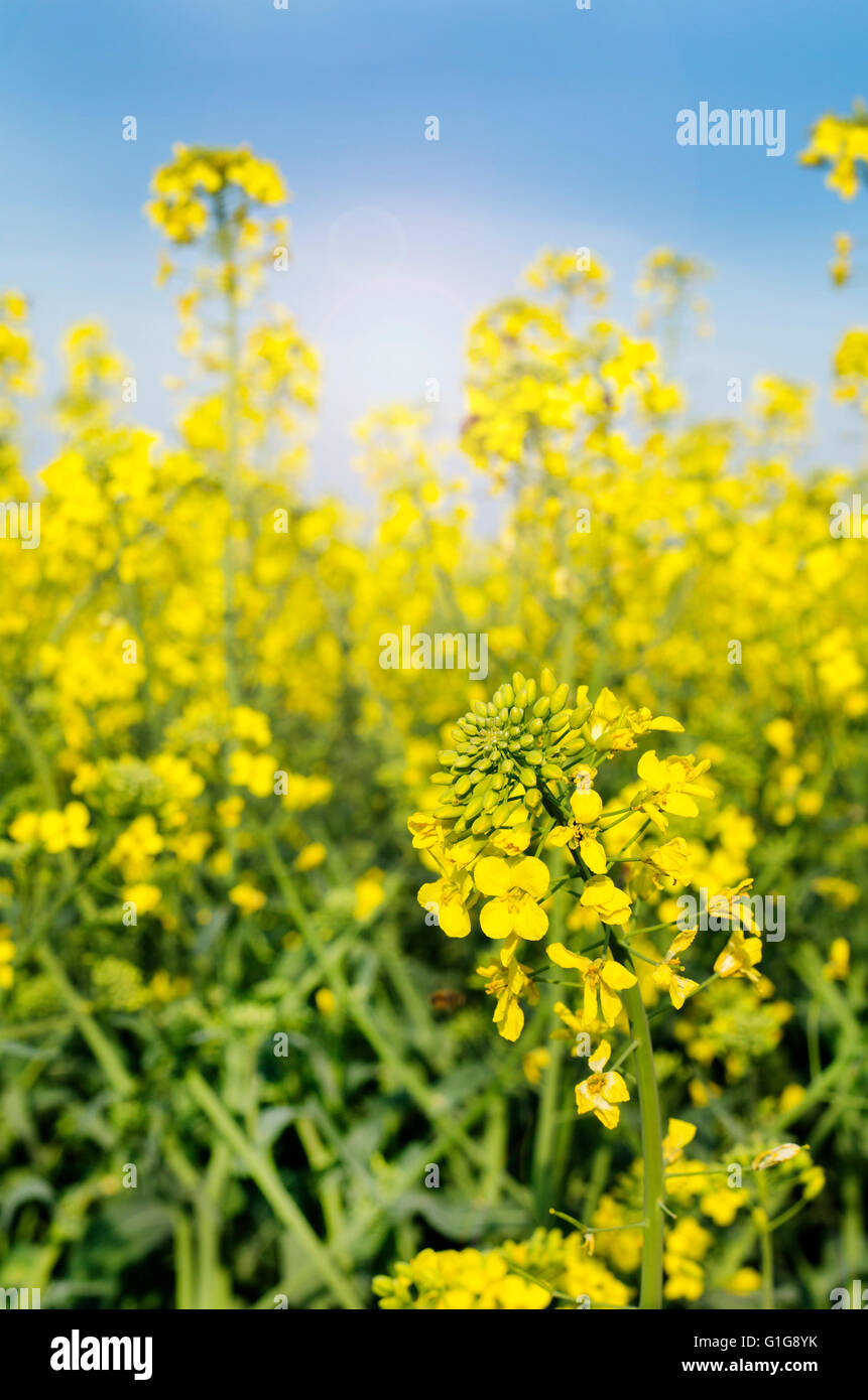 Canola crops hi-res stock photography and images - Alamy