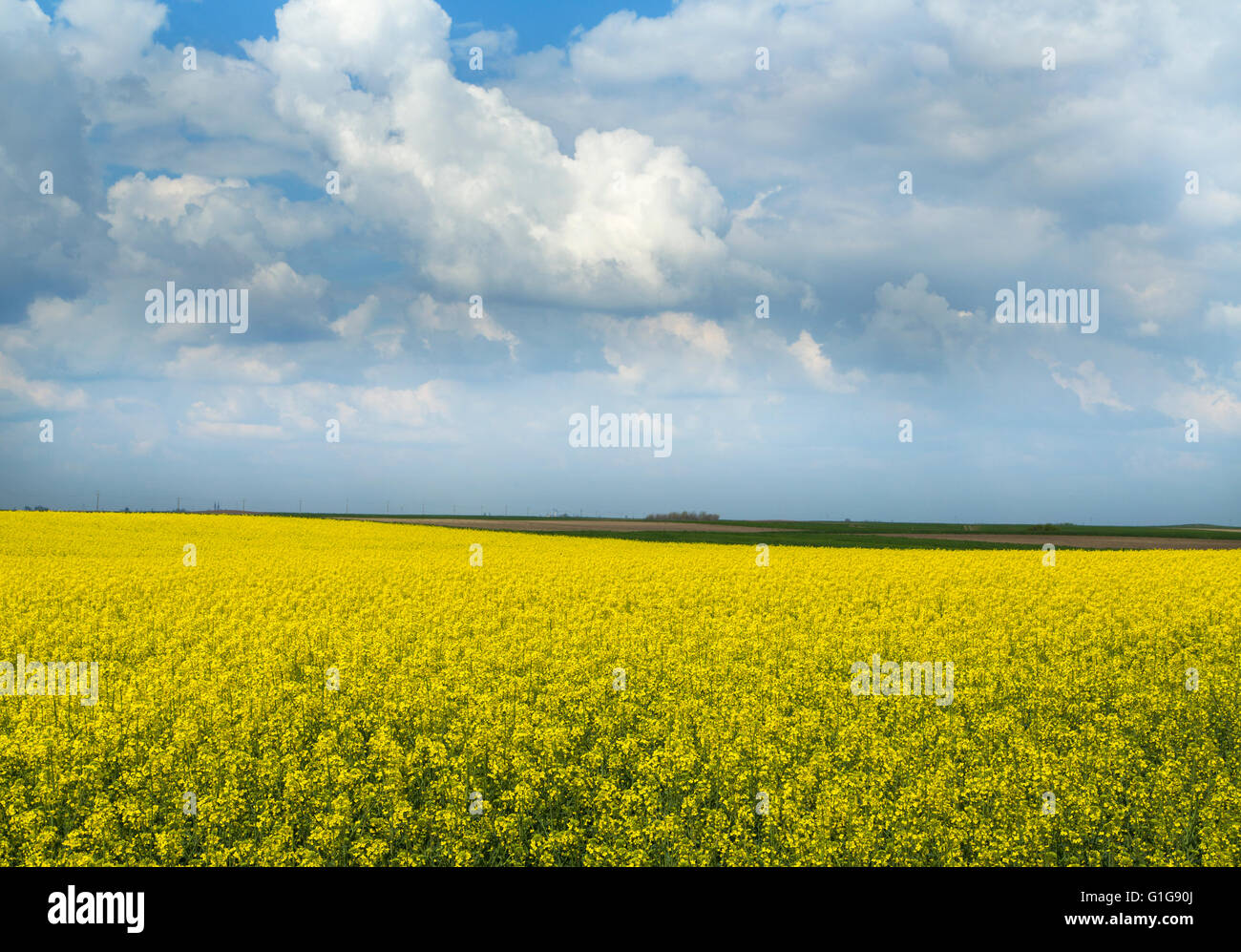Rapeseed canola crop field blooming at spring Stock Photo - Alamy