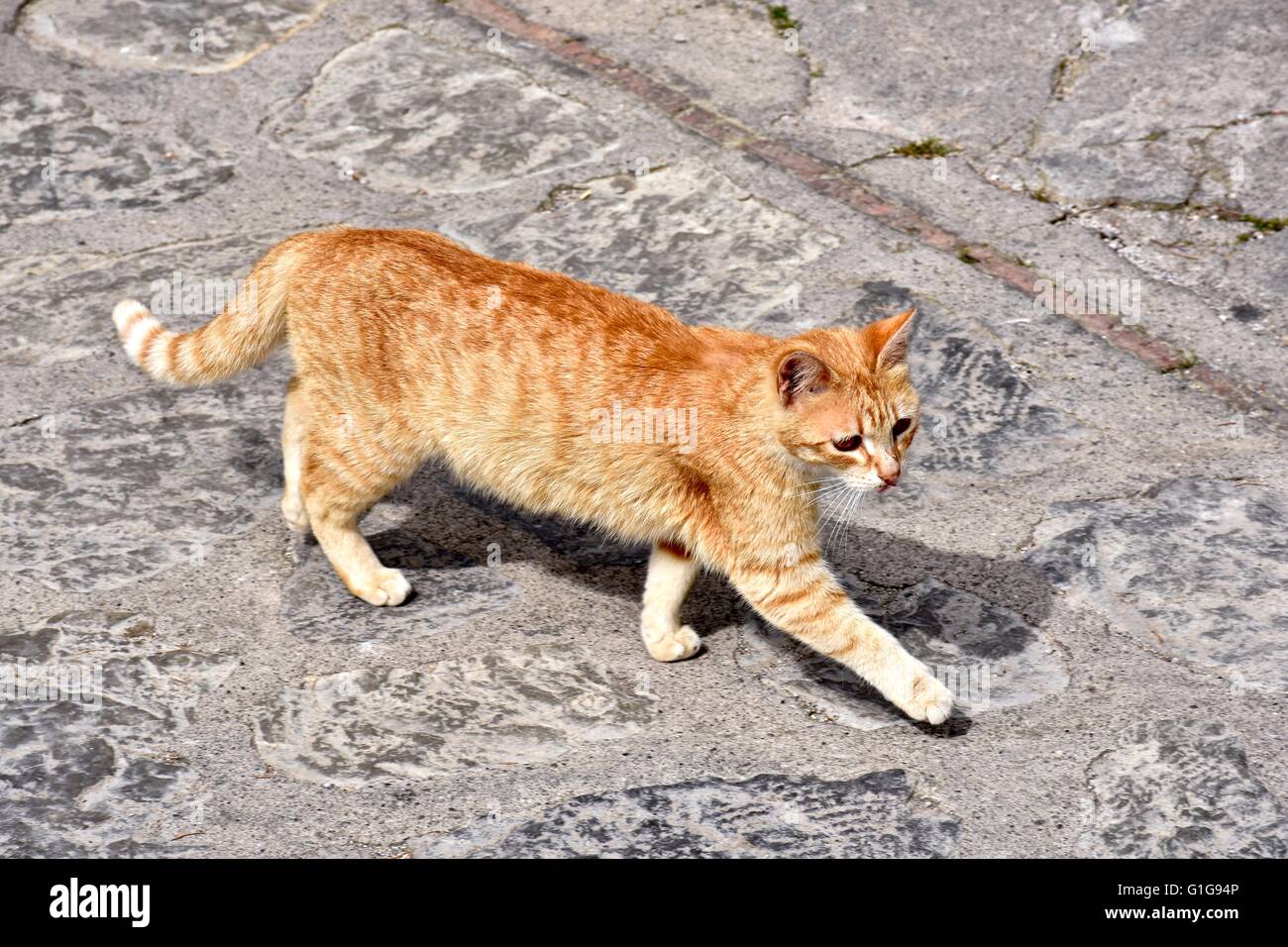 Orange cat walking through the streets of Italy Stock Photo - Alamy